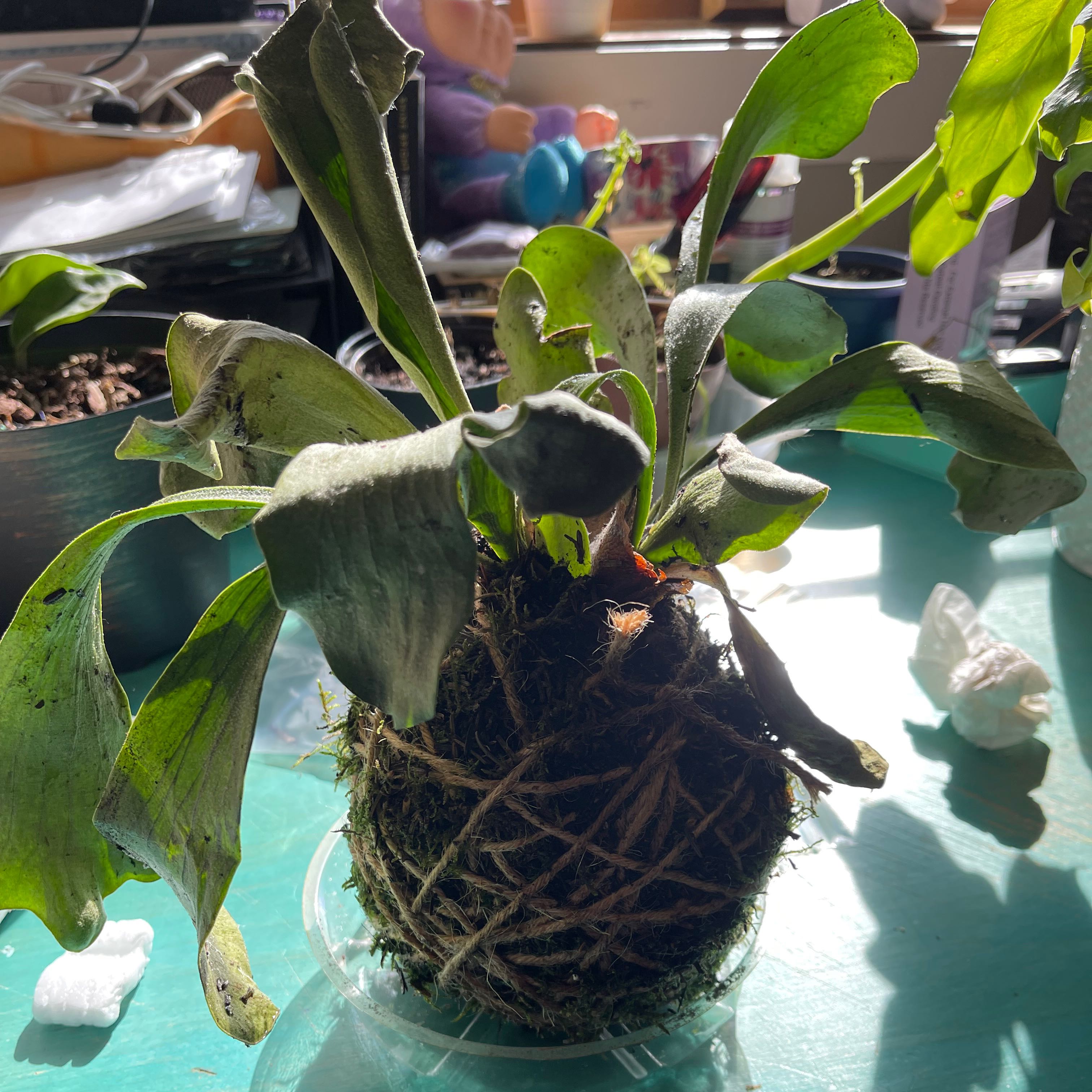 How Can You Tell If A Staghorn Fern Is Dying?