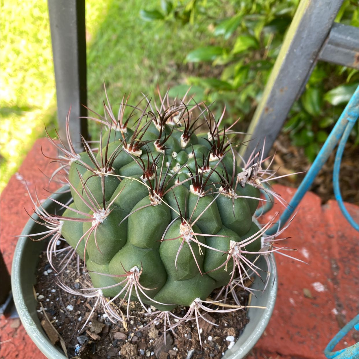 Sonora Barrel - Fertilizing 101