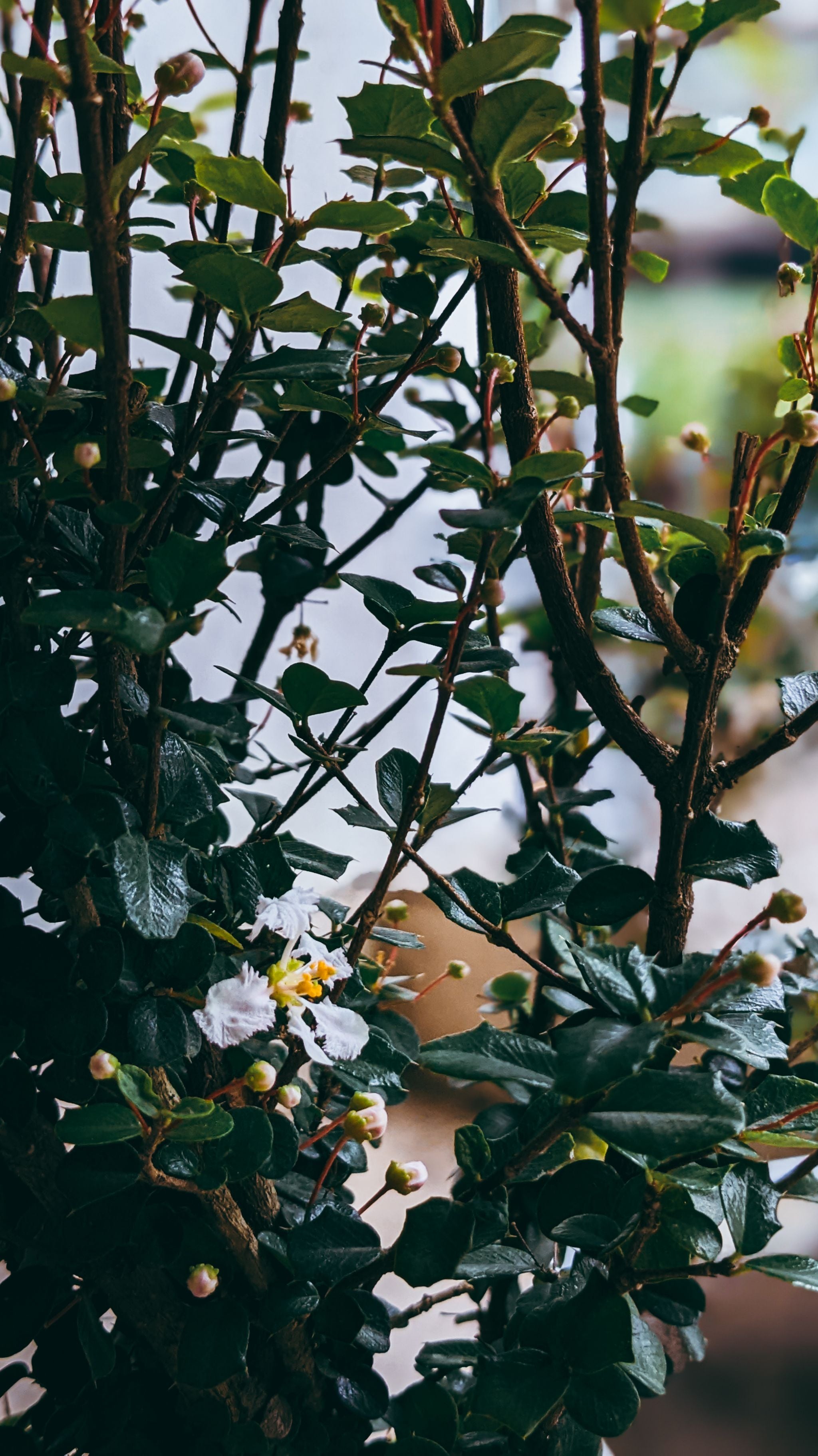 Everything You Need to Know About West Indian Cherry 🍒