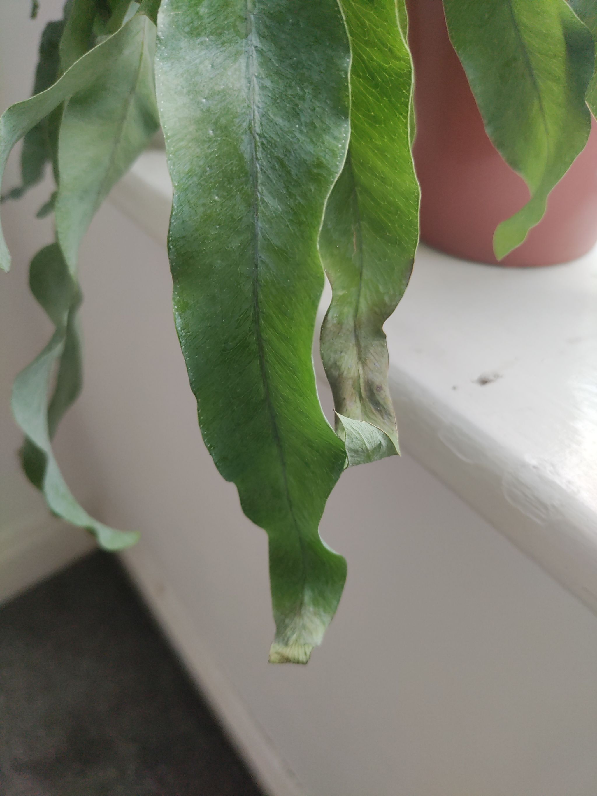 The Complete Blue Star Fern Plant Care Guide: Water, Light & Beyond