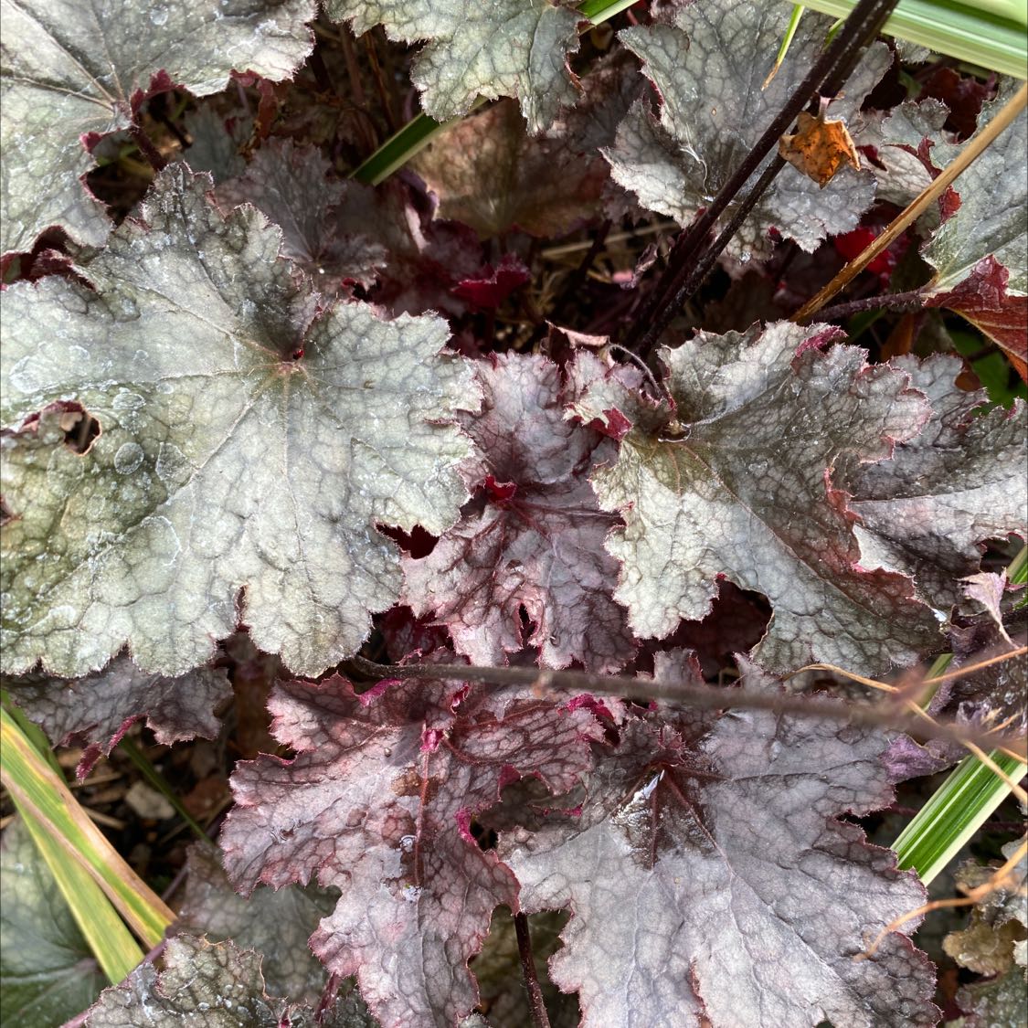 Propagating Your Crevice Alumroot: Step-by-Step Guide