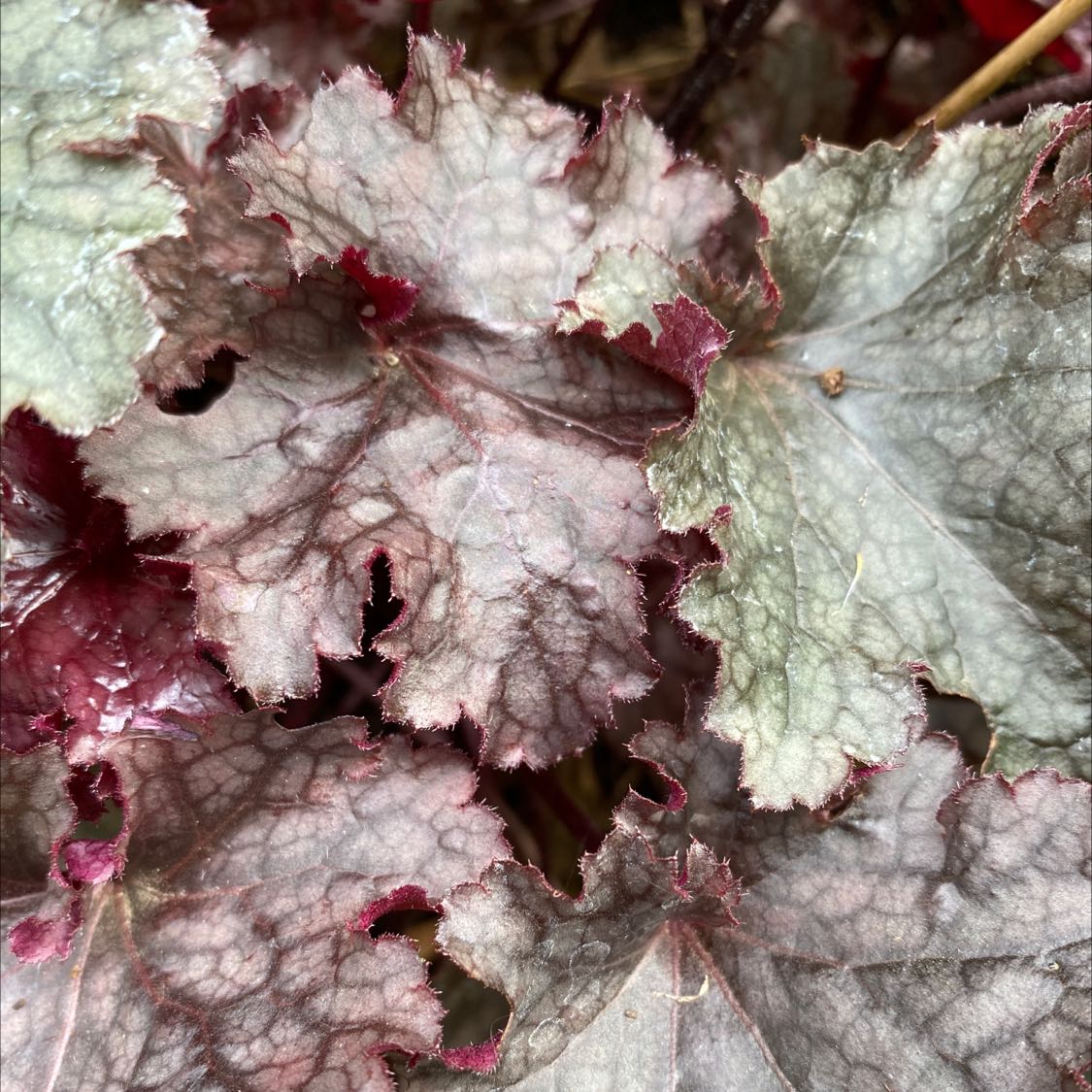 Why Are There Black Spots on My Crevice Alumroot Leaves?