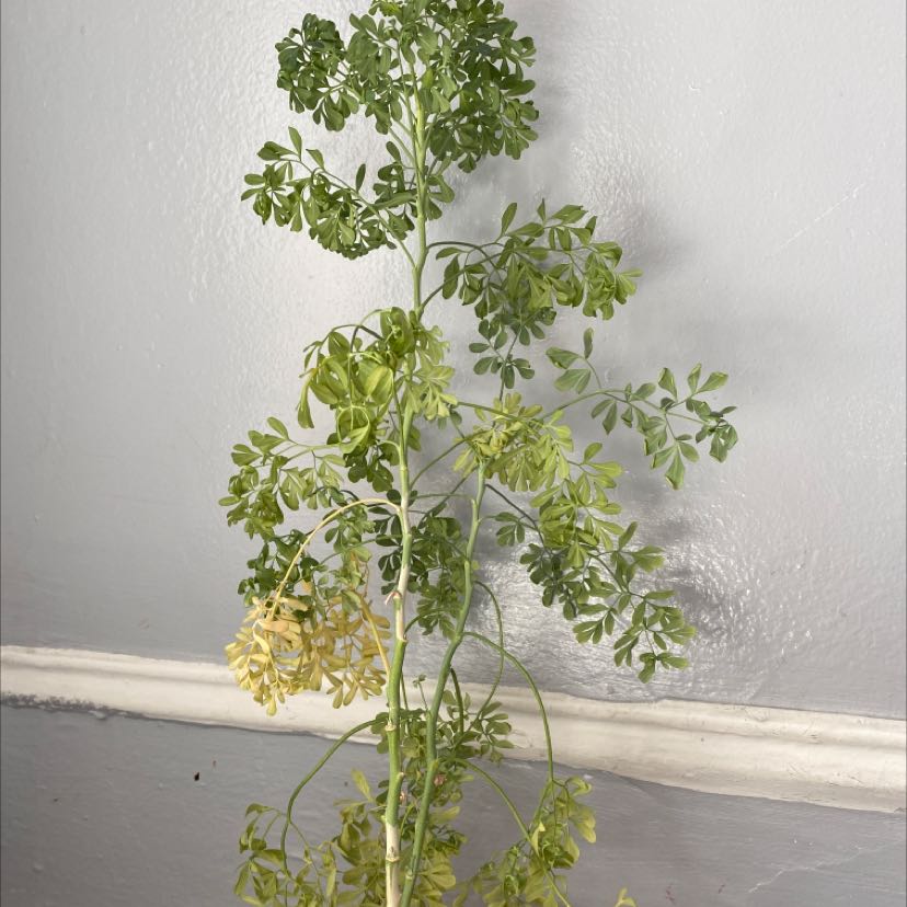 Why Are My Common Rue Leaves Curling?