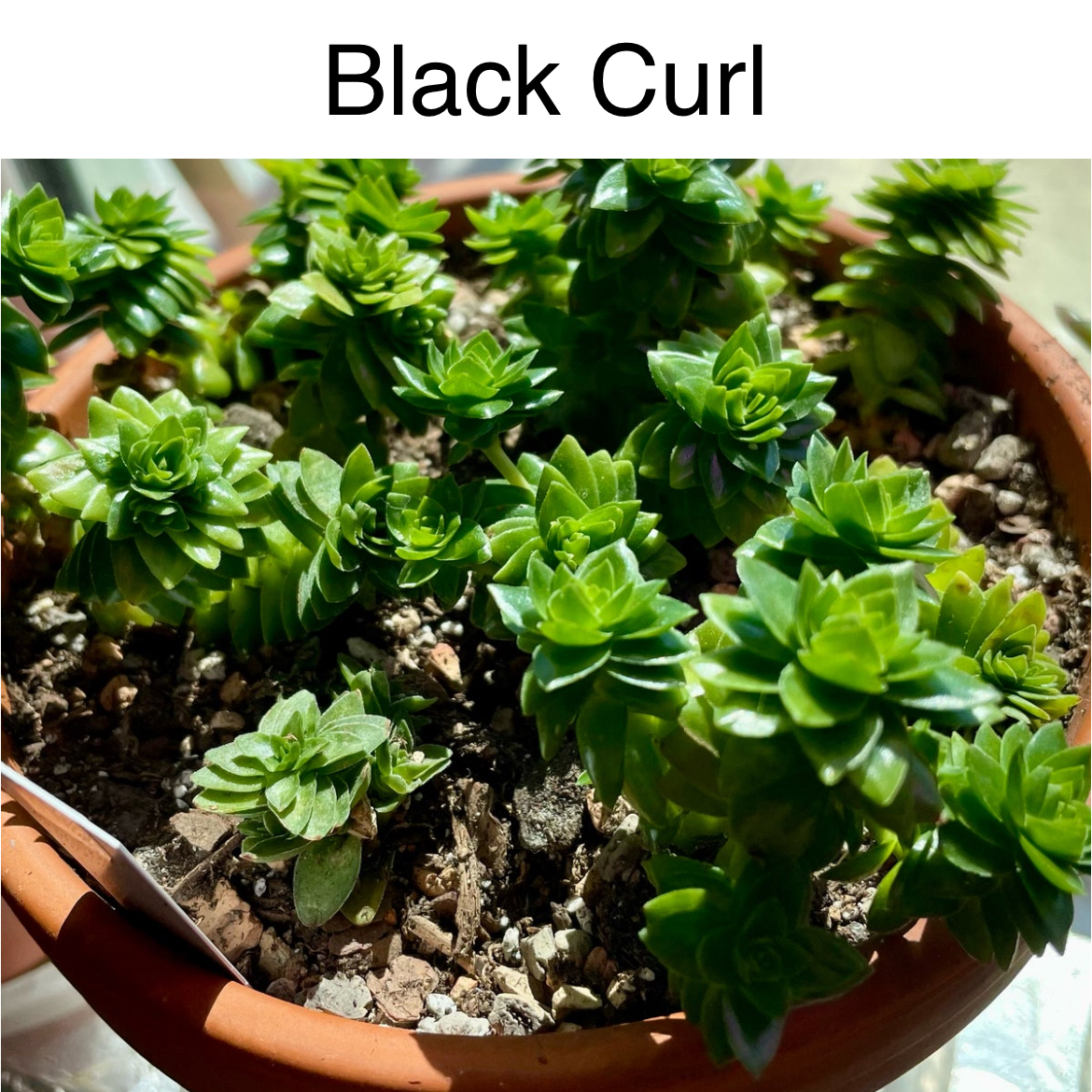 Trachyandra tortilis Care 101: Water, Light & Growing Tips