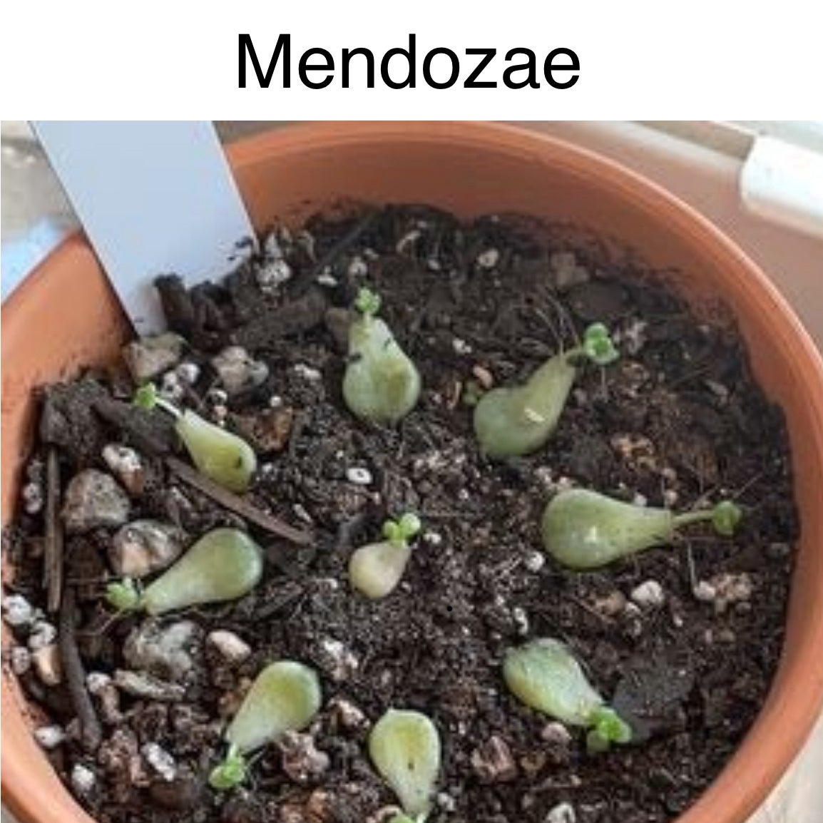 Mendozae | A plant by @TruthfulApricot on Greg