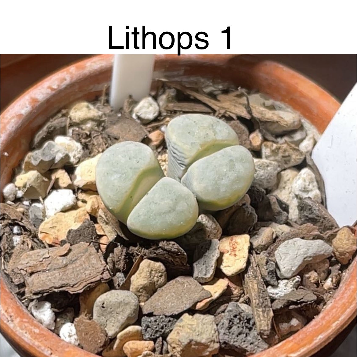 Lithops 1 | A plant by @TruthfulApricot on Greg