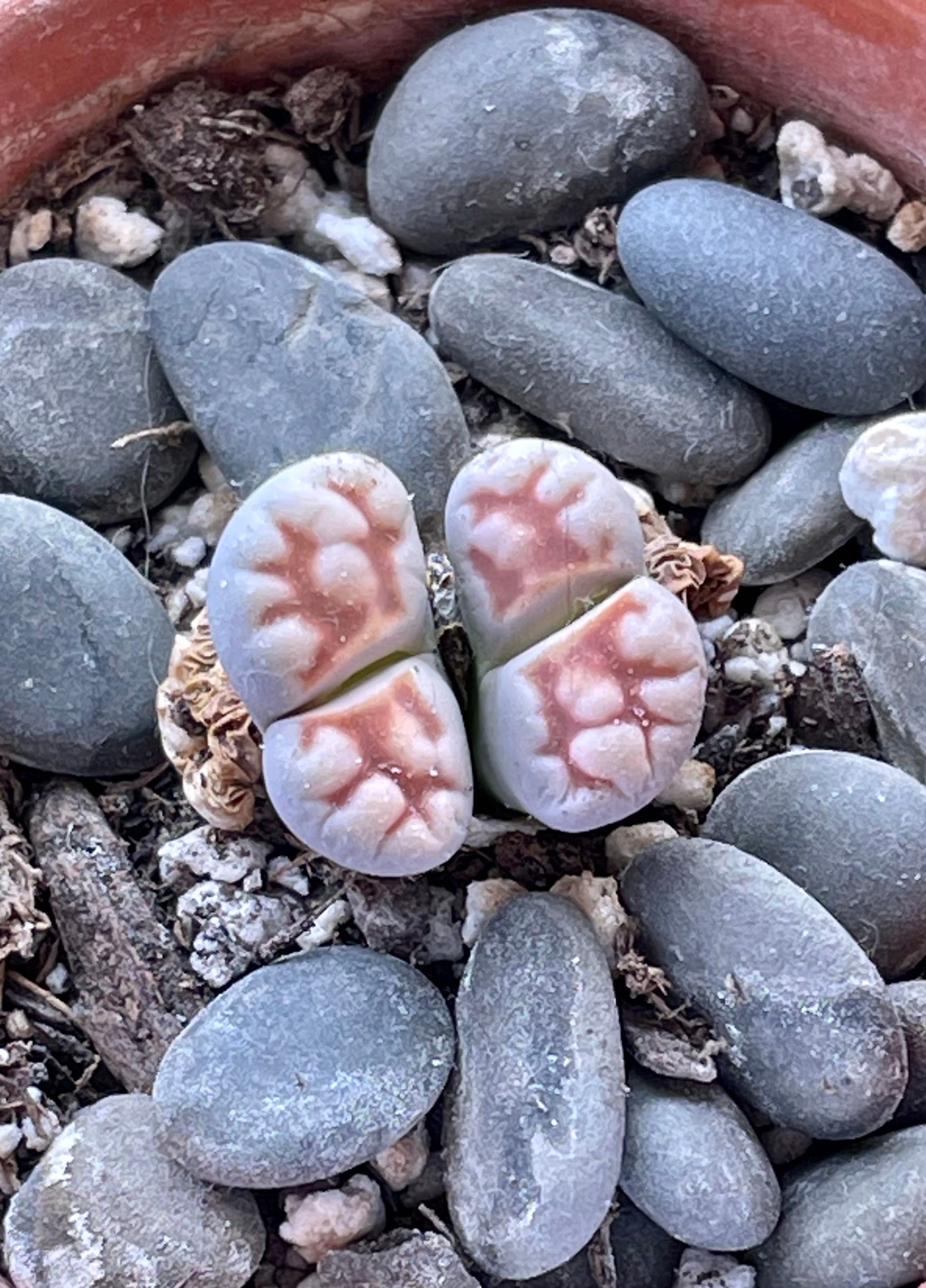 Lithops quadruplets and maybe triplets!