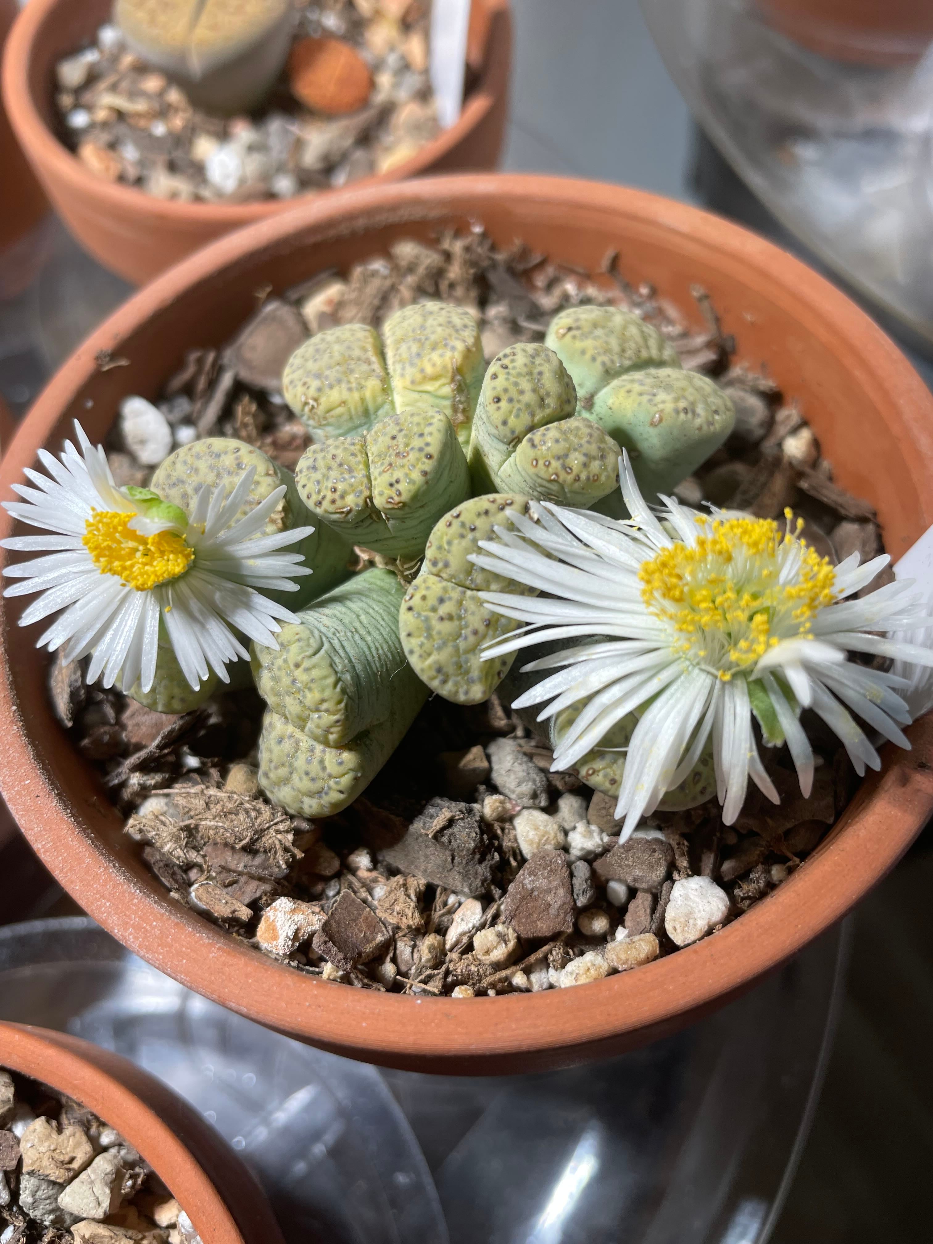 Lithops aurea Update I posted a photo of my L. aurea las...