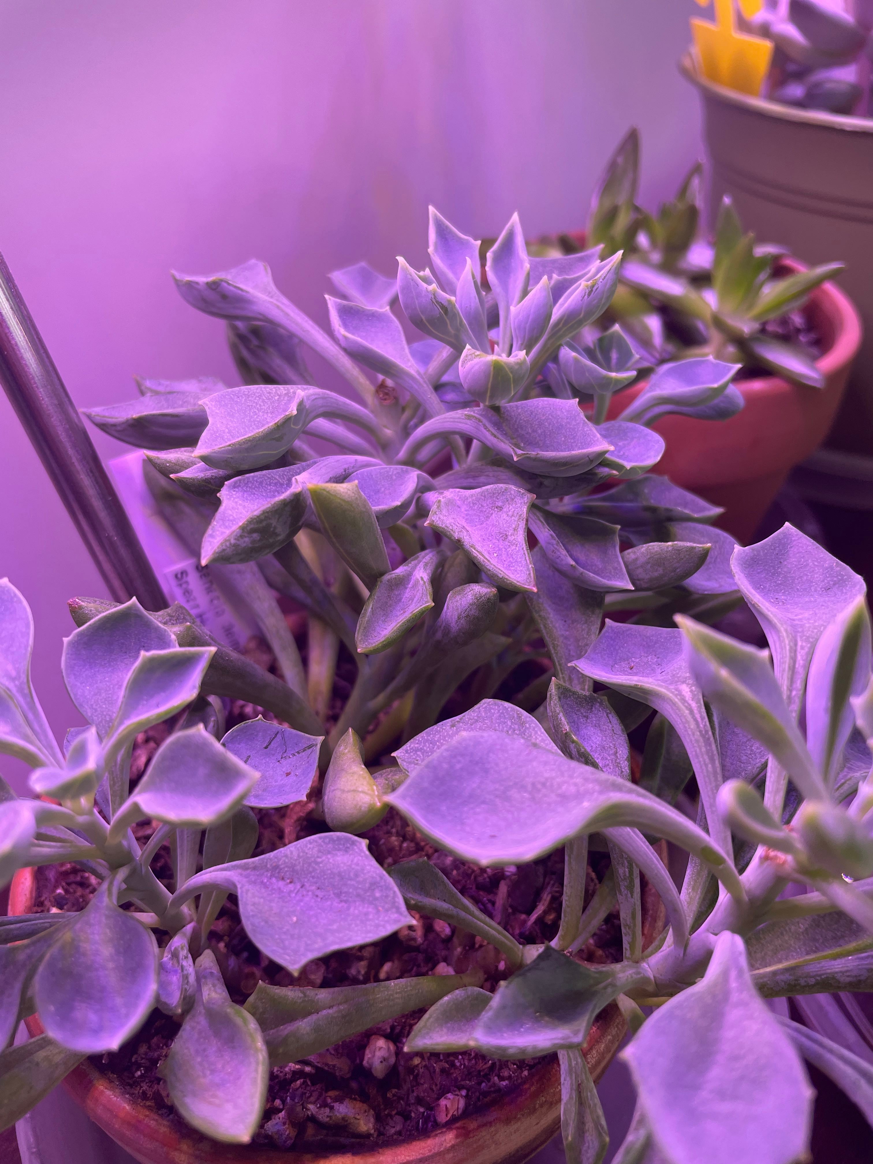 Ultimate Guide to Senecio mweroensis f. schwartzii