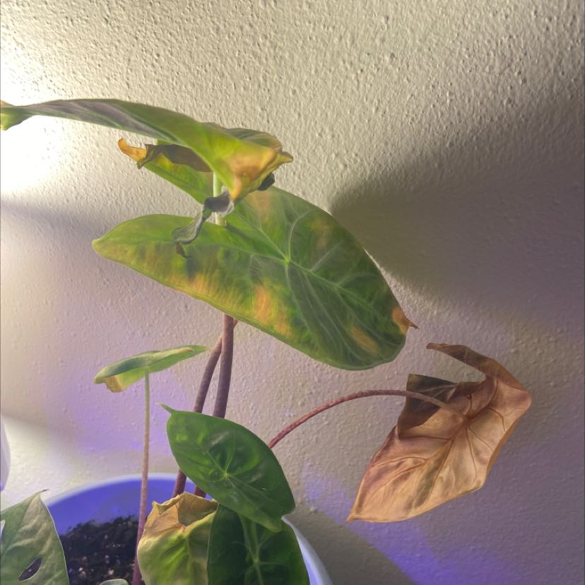 💧 Why Are My Alocasia 'Imperial Red' Leaves Mushy?