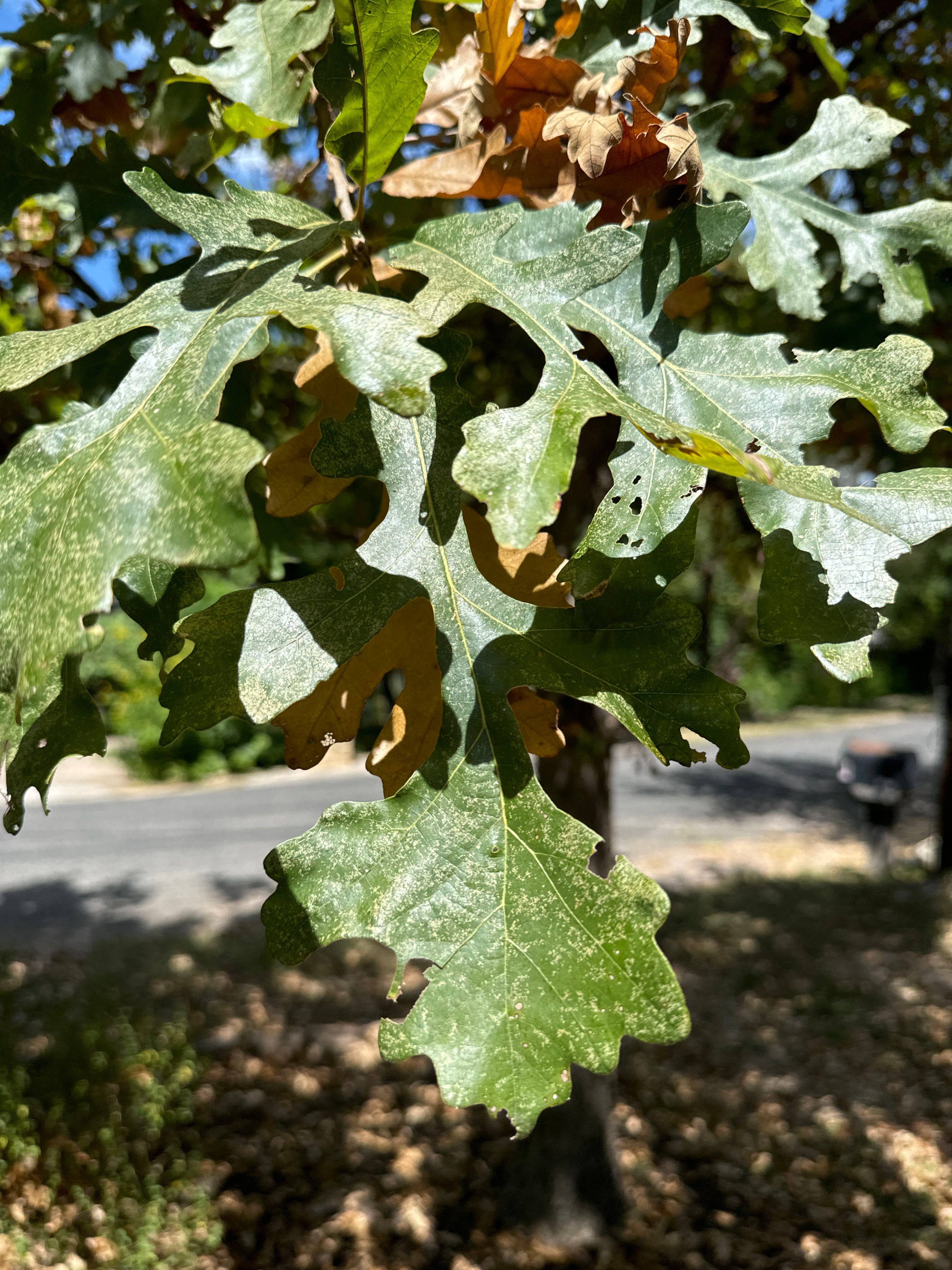 10 Tips for Propagating Your Oak Trees 🌰