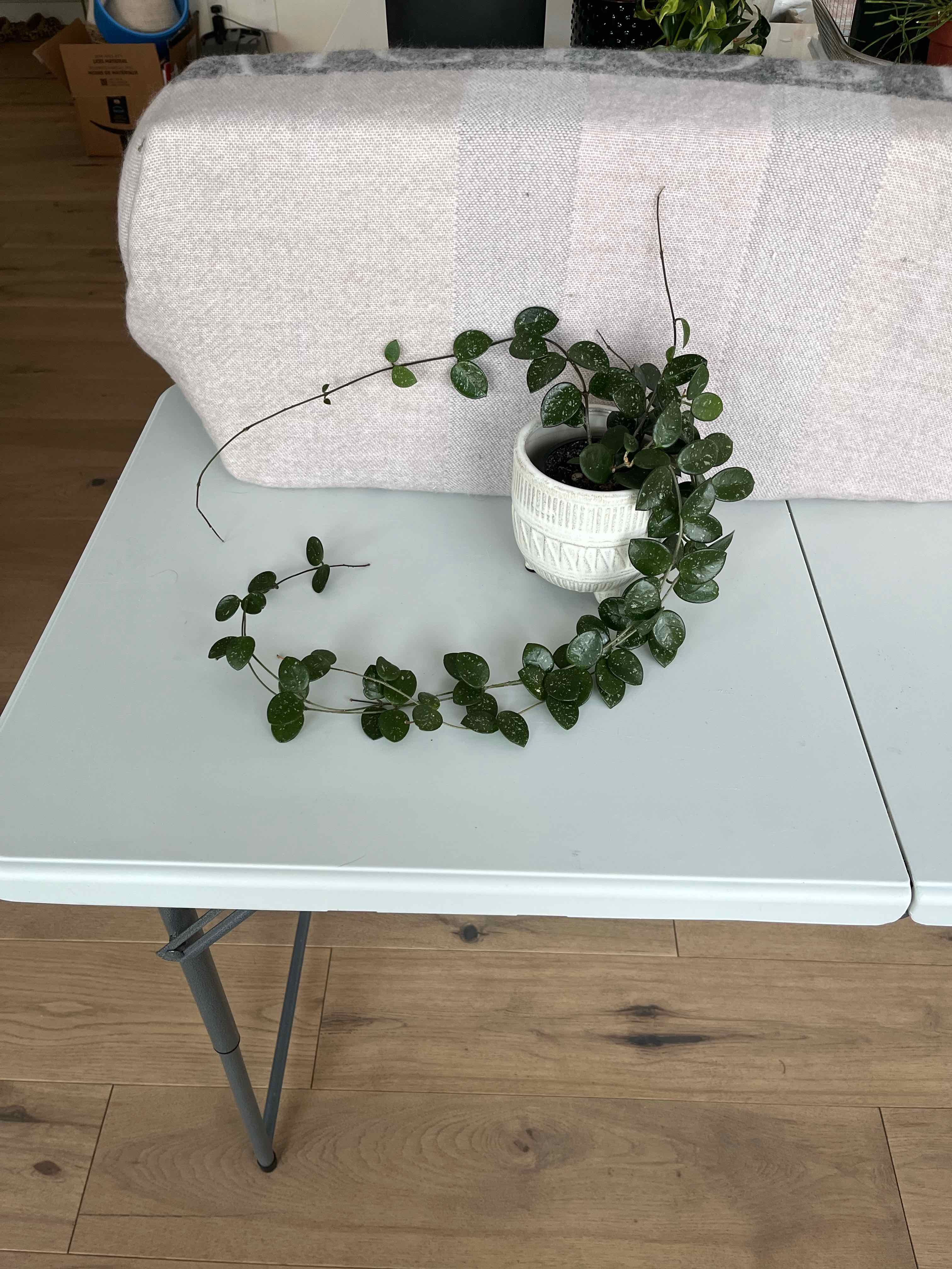 Symbolism and Benefits of the Hoya 'Mathilde'