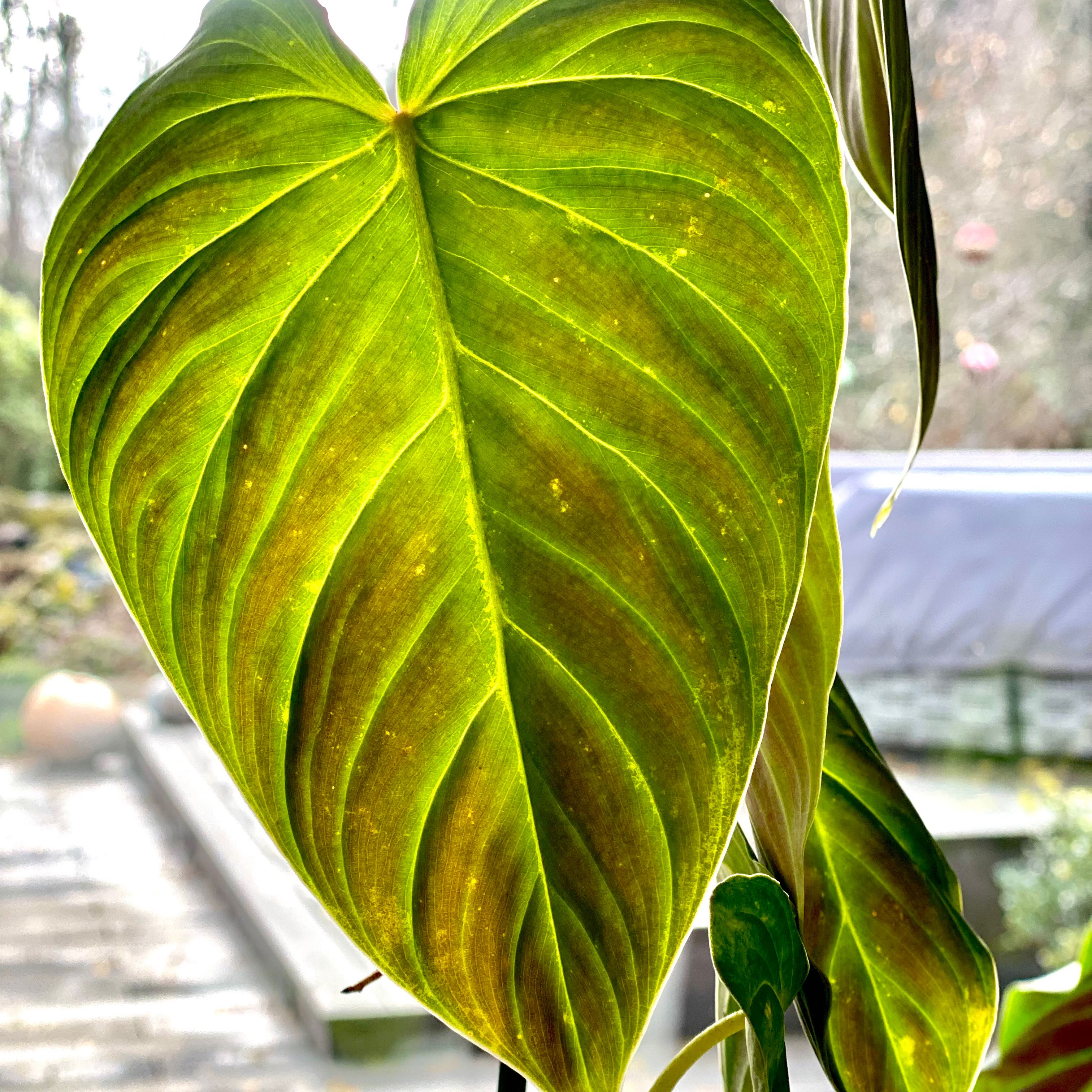 Why Are There Brown Spots on My Philodendron Splendid?