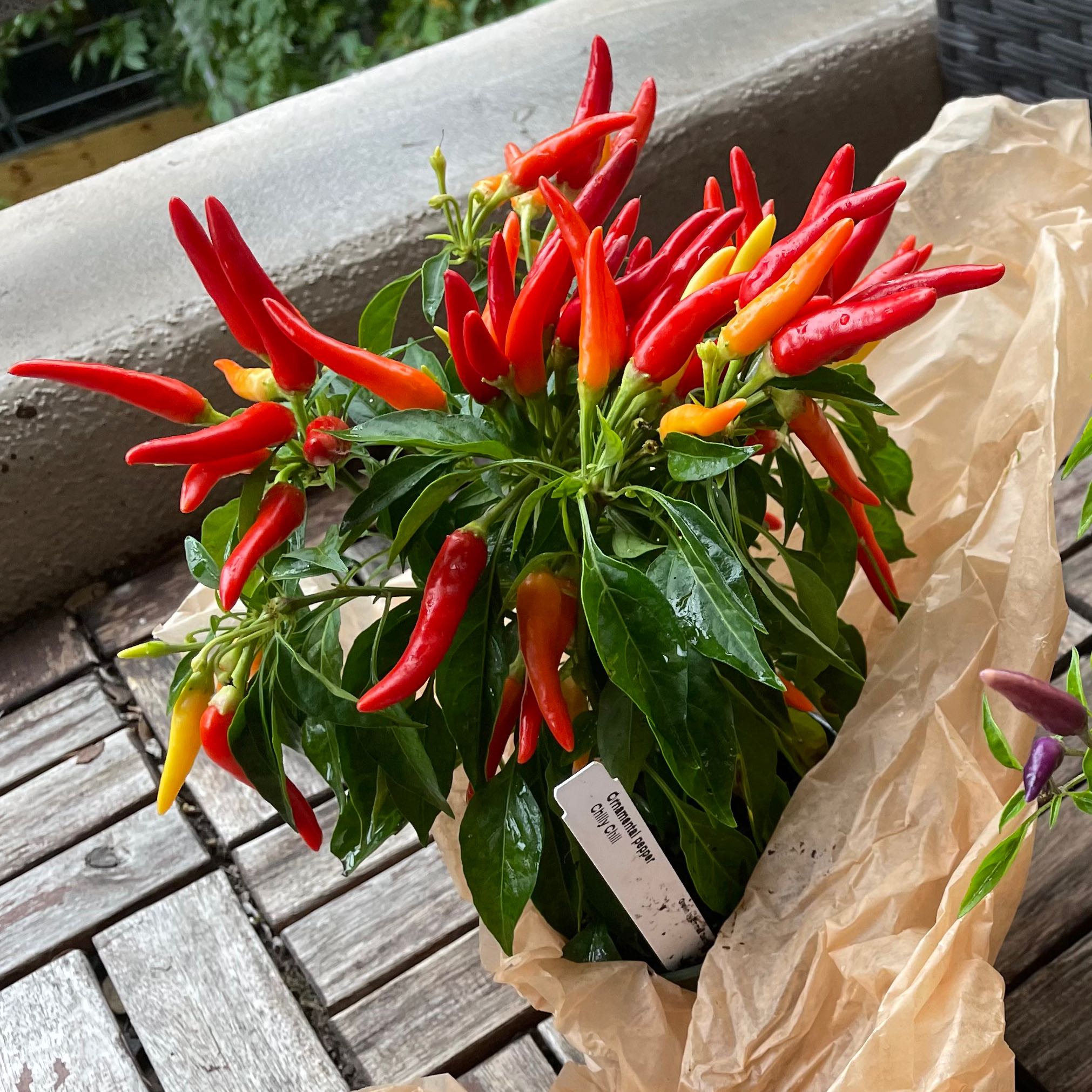 Propagating My Celebes Pepper: Step-by-Step Guide