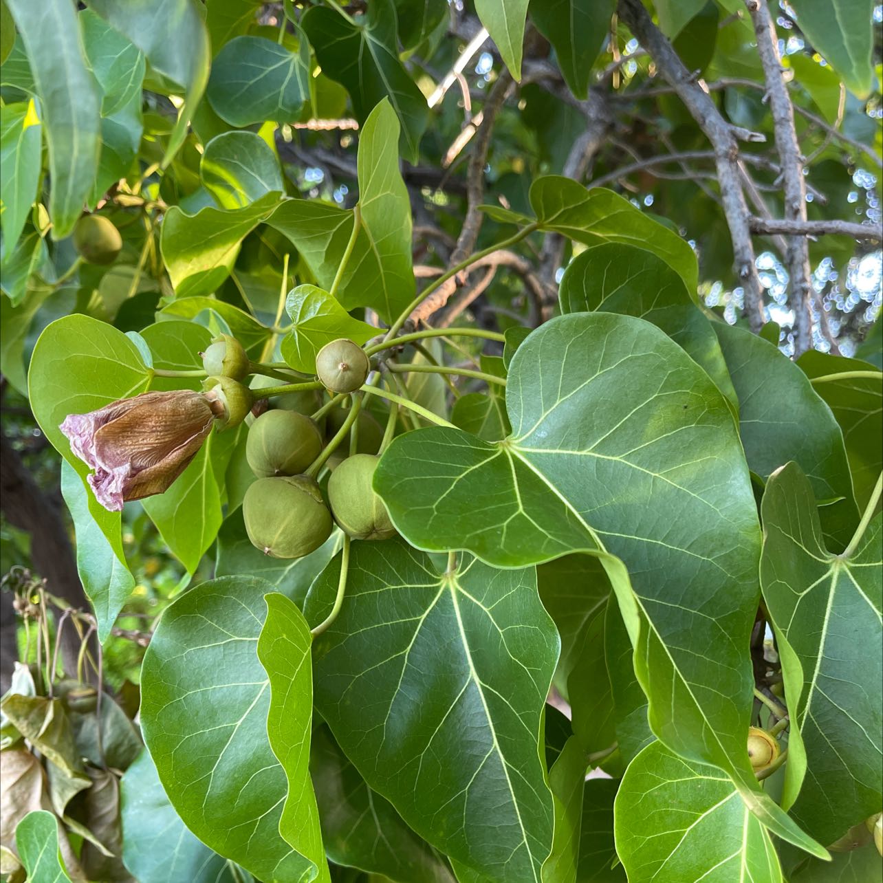 The Complete Alamo Plant Care Guide: Water, Light & Beyond