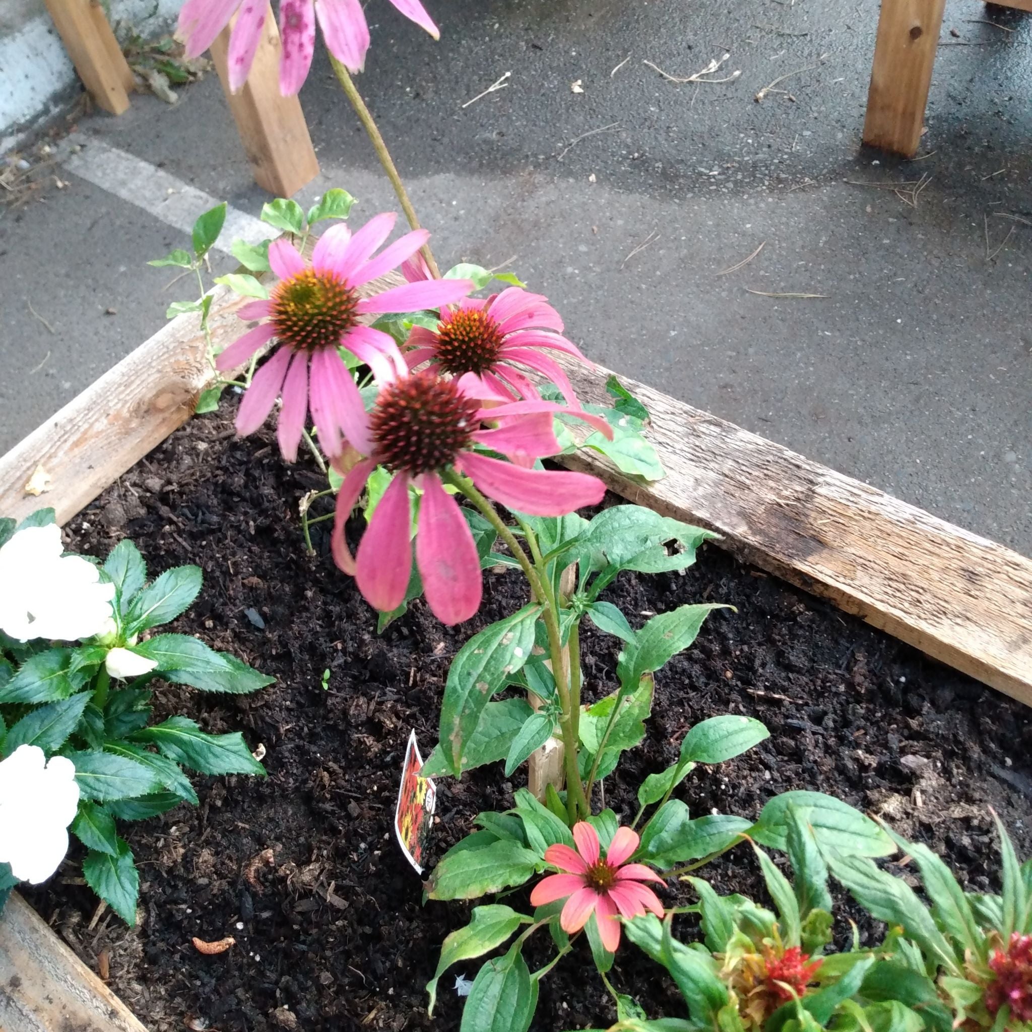 Your Purple Coneflower's Light Needs