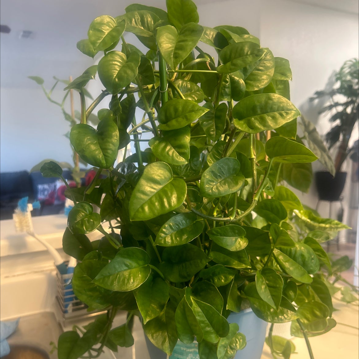 Propagating Emerald Pothos: Step-by-Step Guide
