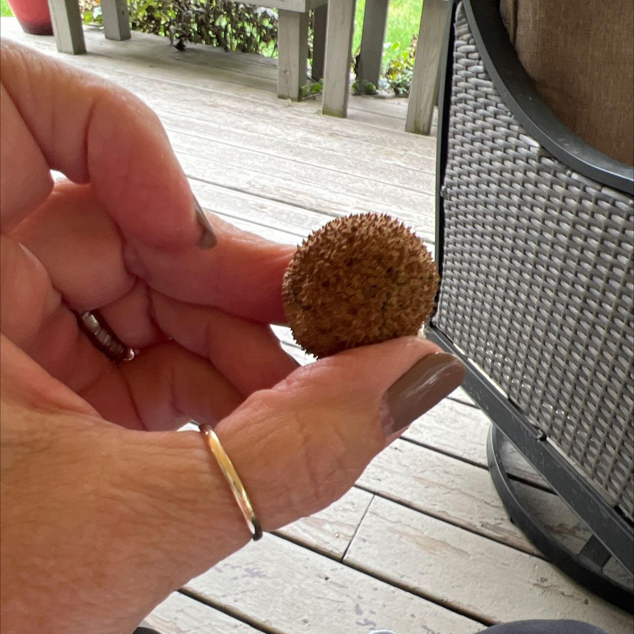 Propagating Your American Sycamore: Step-by-Step Guide