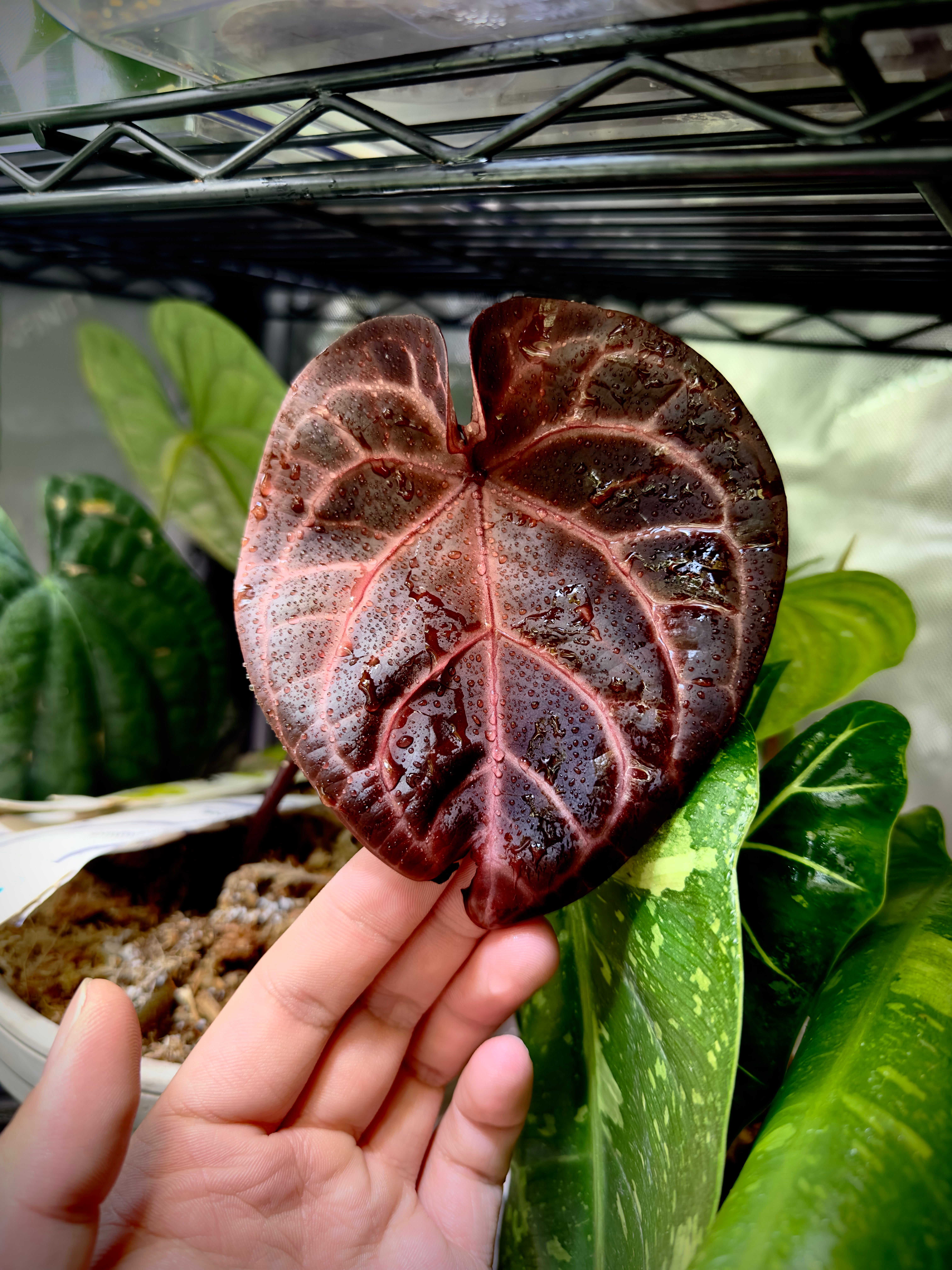 Anthurium Magnificum X 'doc Block F2' Mushy Leaves