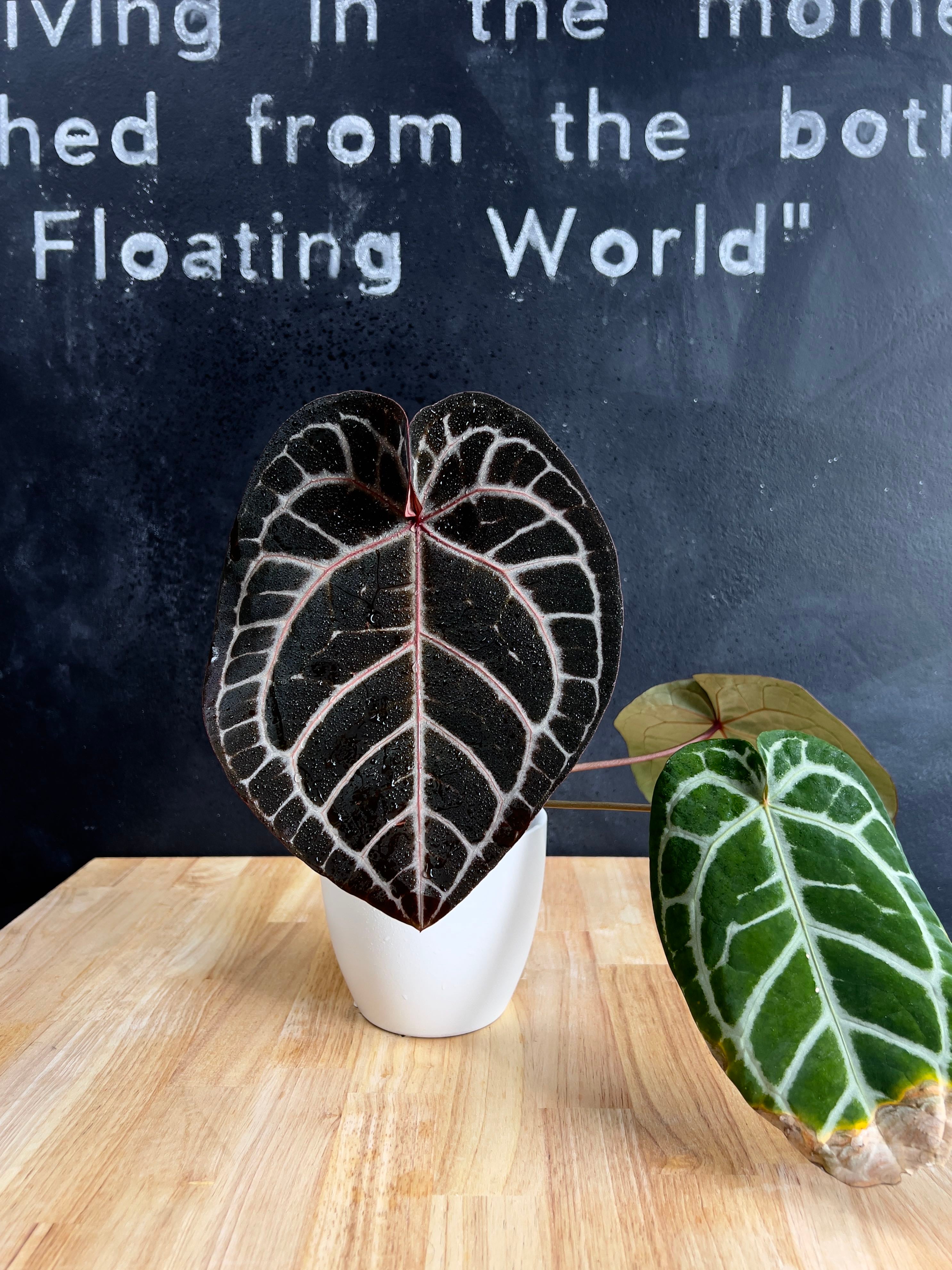 Why are anthuriums so expensive?