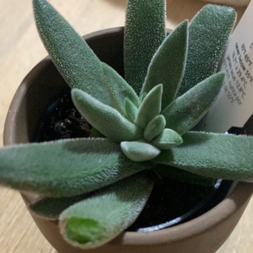 Emerson | A plant by @SupersonicAster on Greg