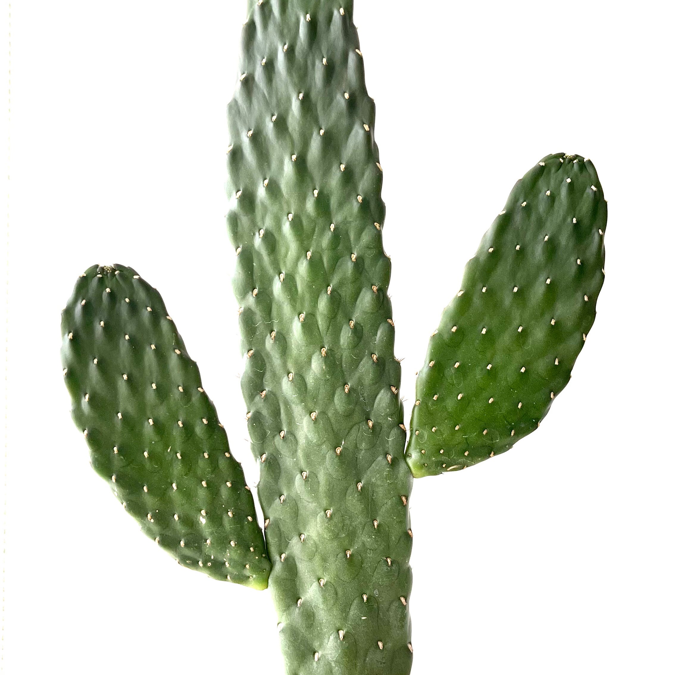 🌵 Propagating My Road Kill Cactus: Step-by-Step Guide