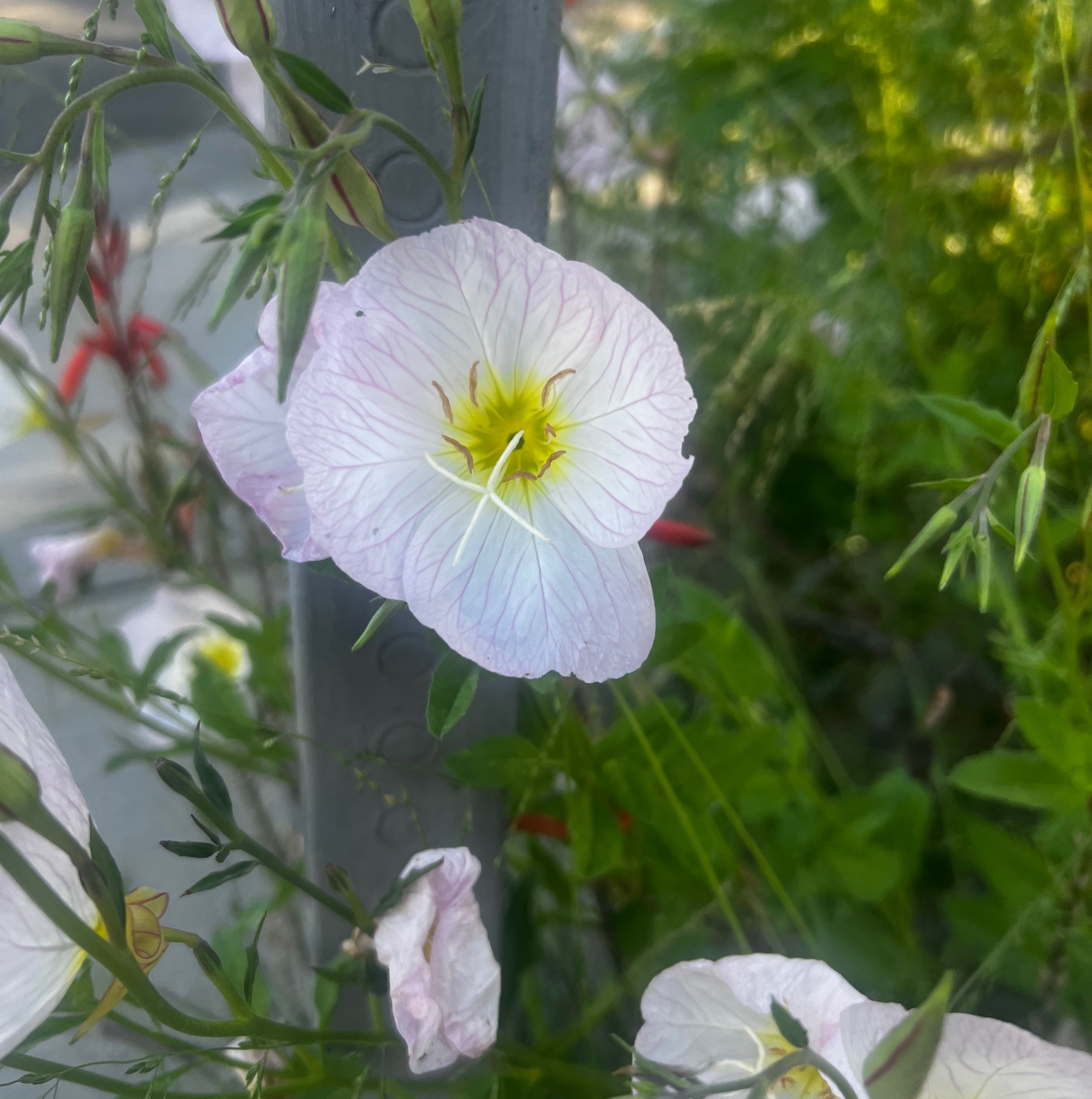 Black Spots on My Showy Pink Evening Primrose Leaves
