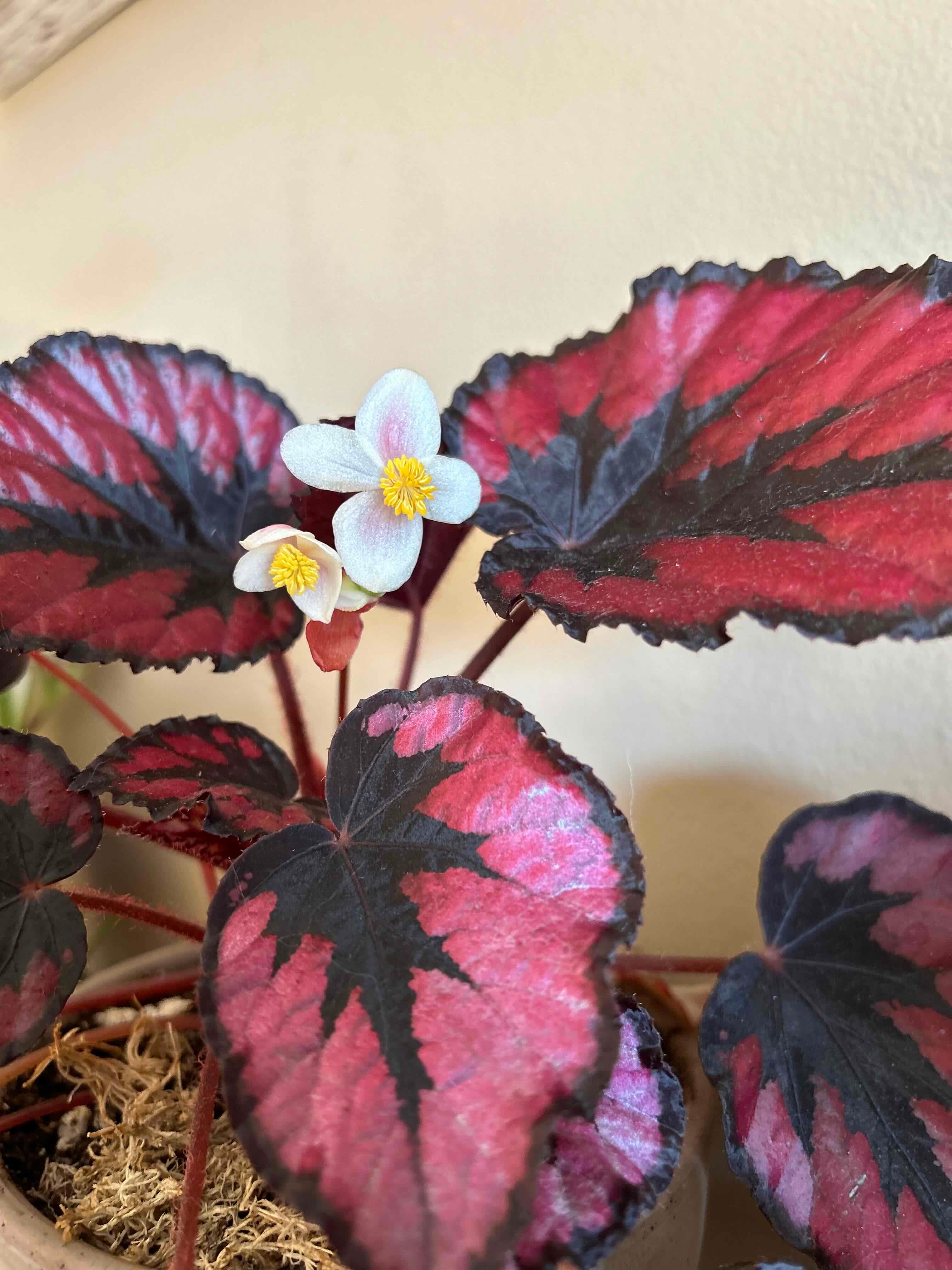 Rex Begonia Flowers