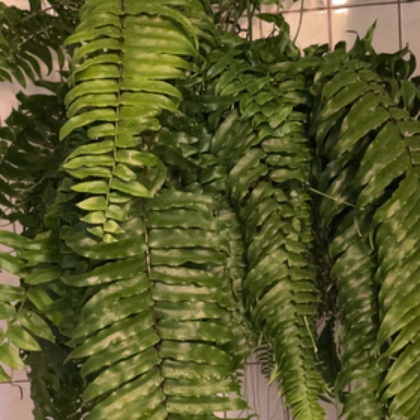 In love with my new Macho Fern!