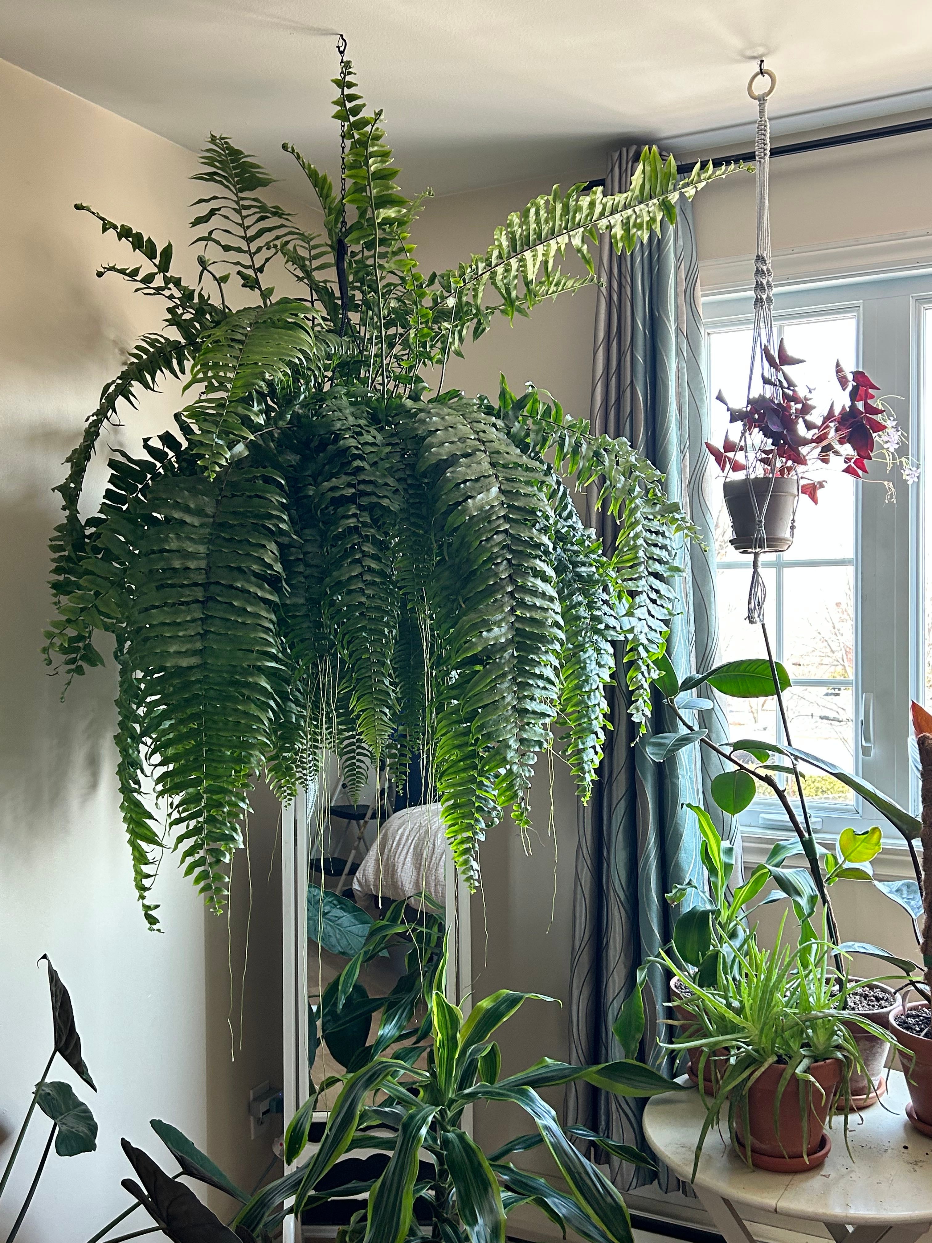 In love with my new Macho Fern!