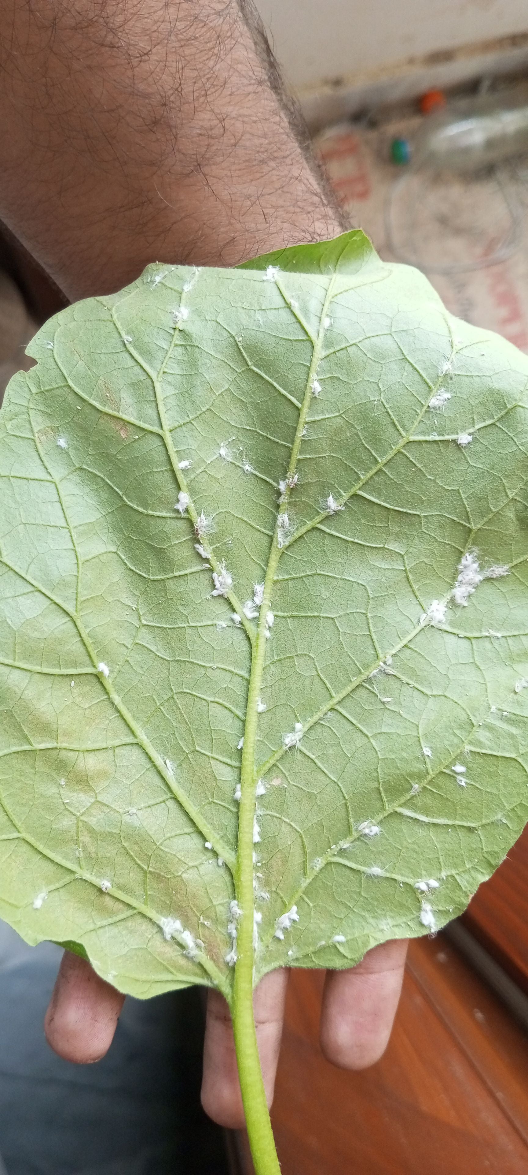 Which insect is this?