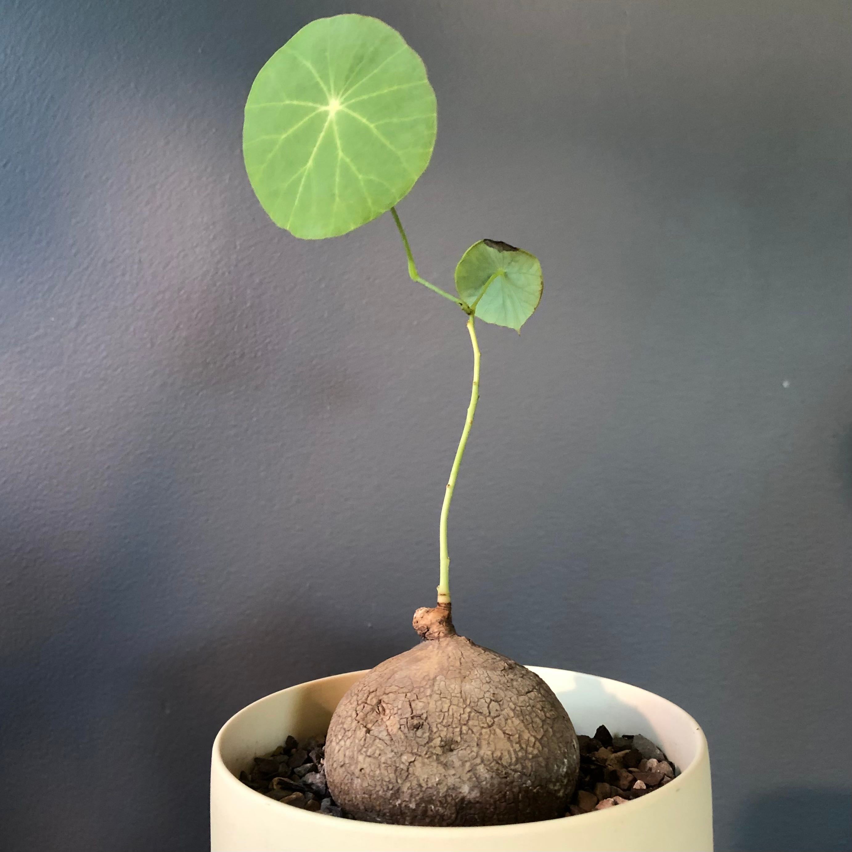 💧 Why Are My Stephania erecta Leaves Mushy?