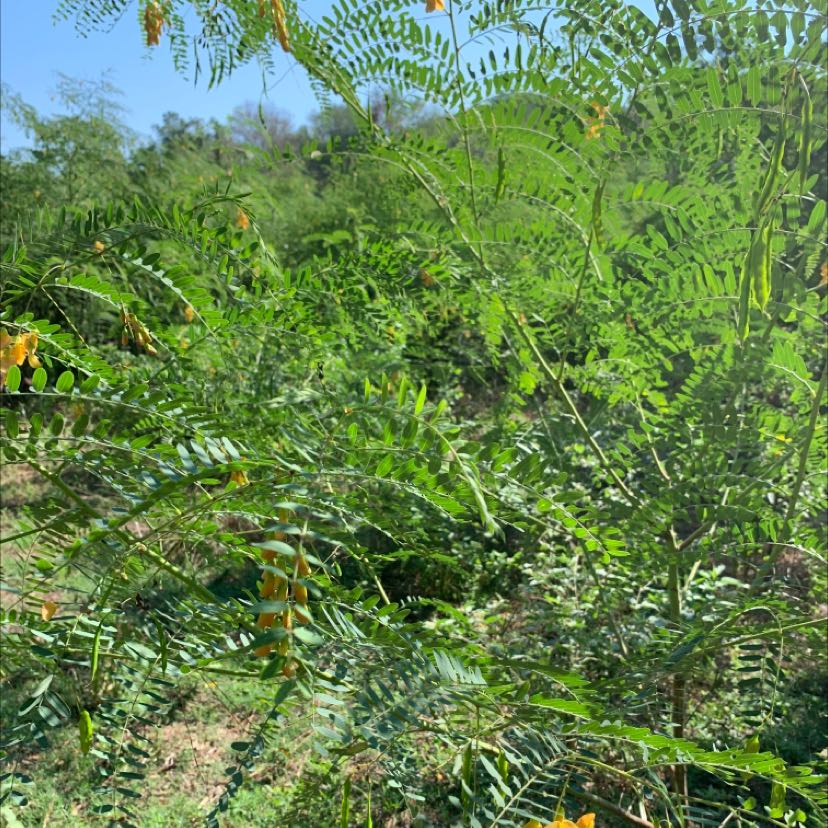 How to Care for Poisonbean: Mastering Water, Sunlight & More