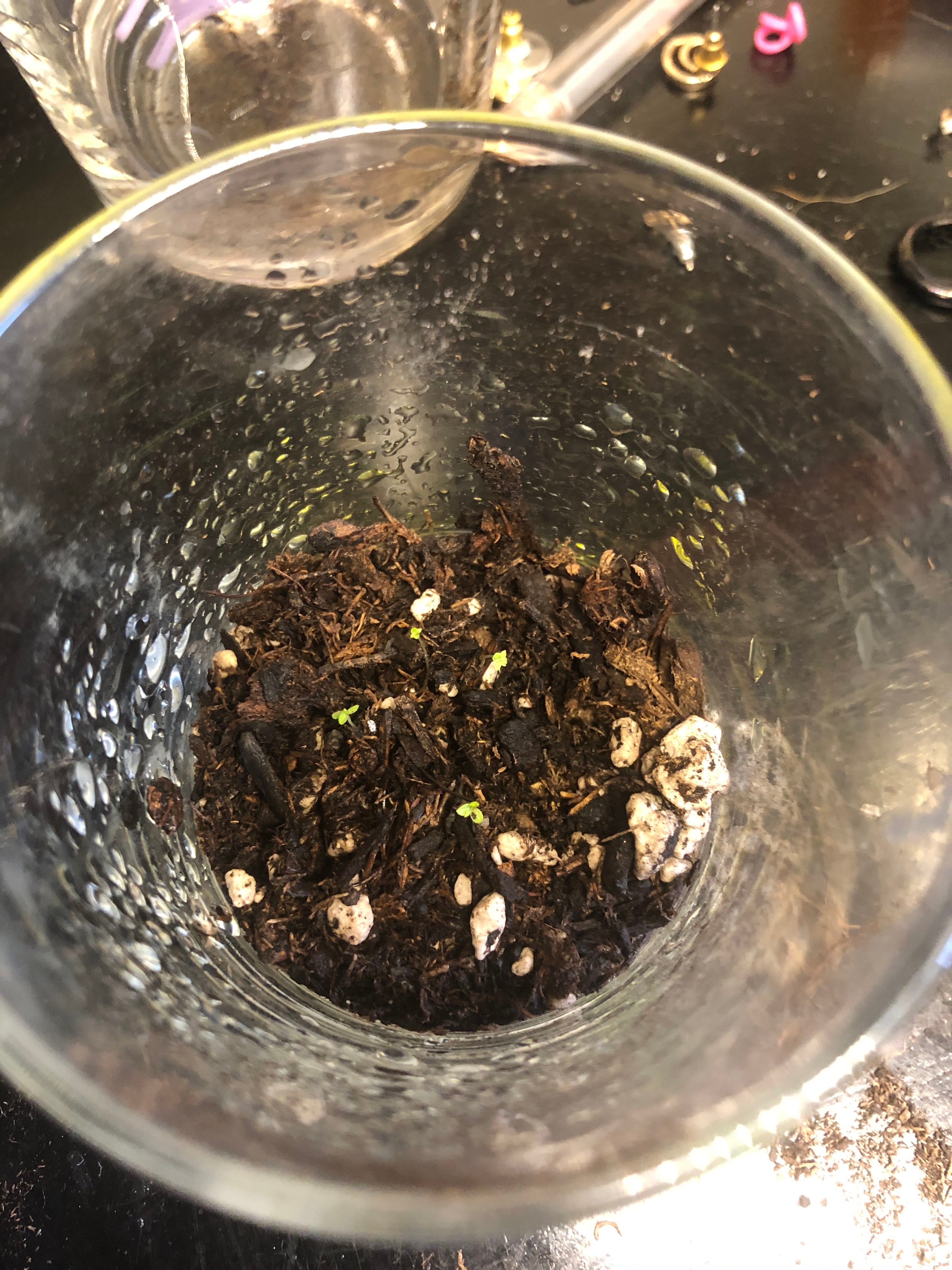 How to Care for Club Moss: Mastering Water, Sunlight & More