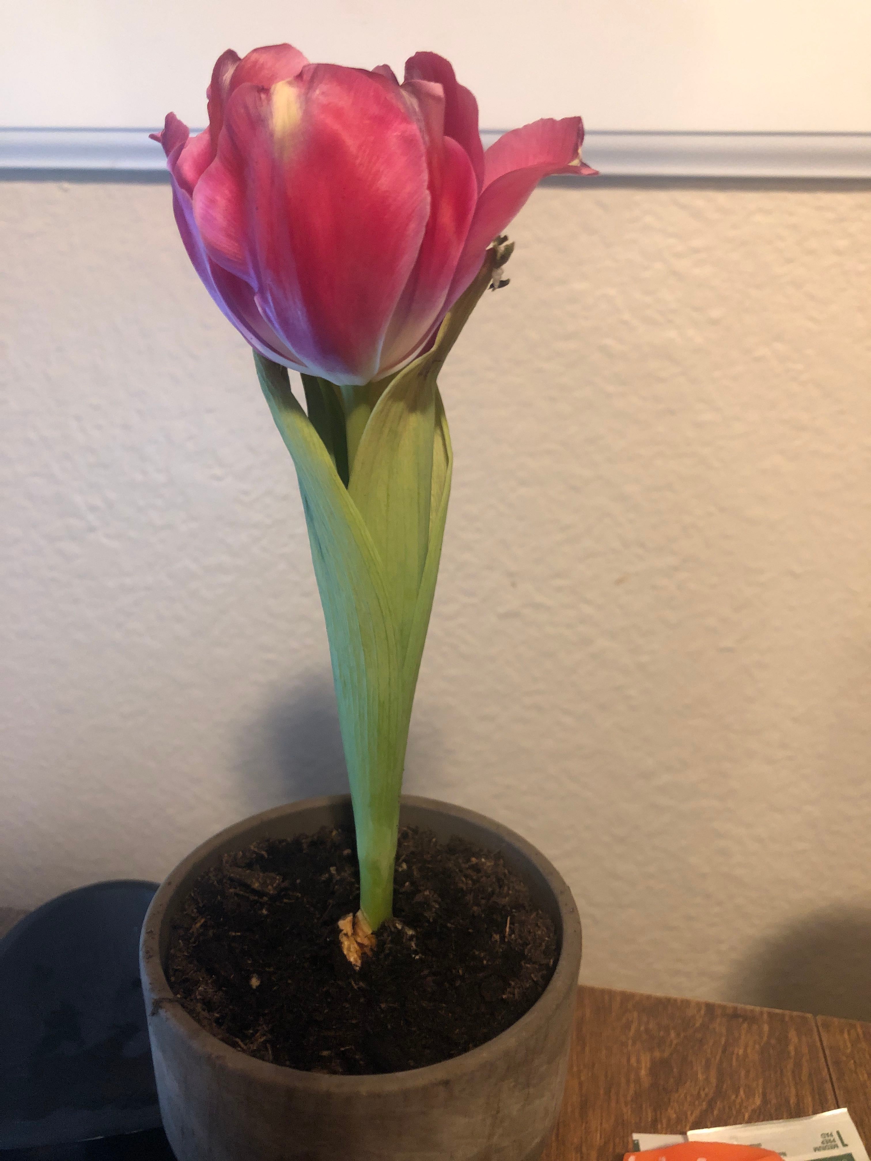How to Care for Bombastic Red Tulip: Mastering Water, Sunlight & More