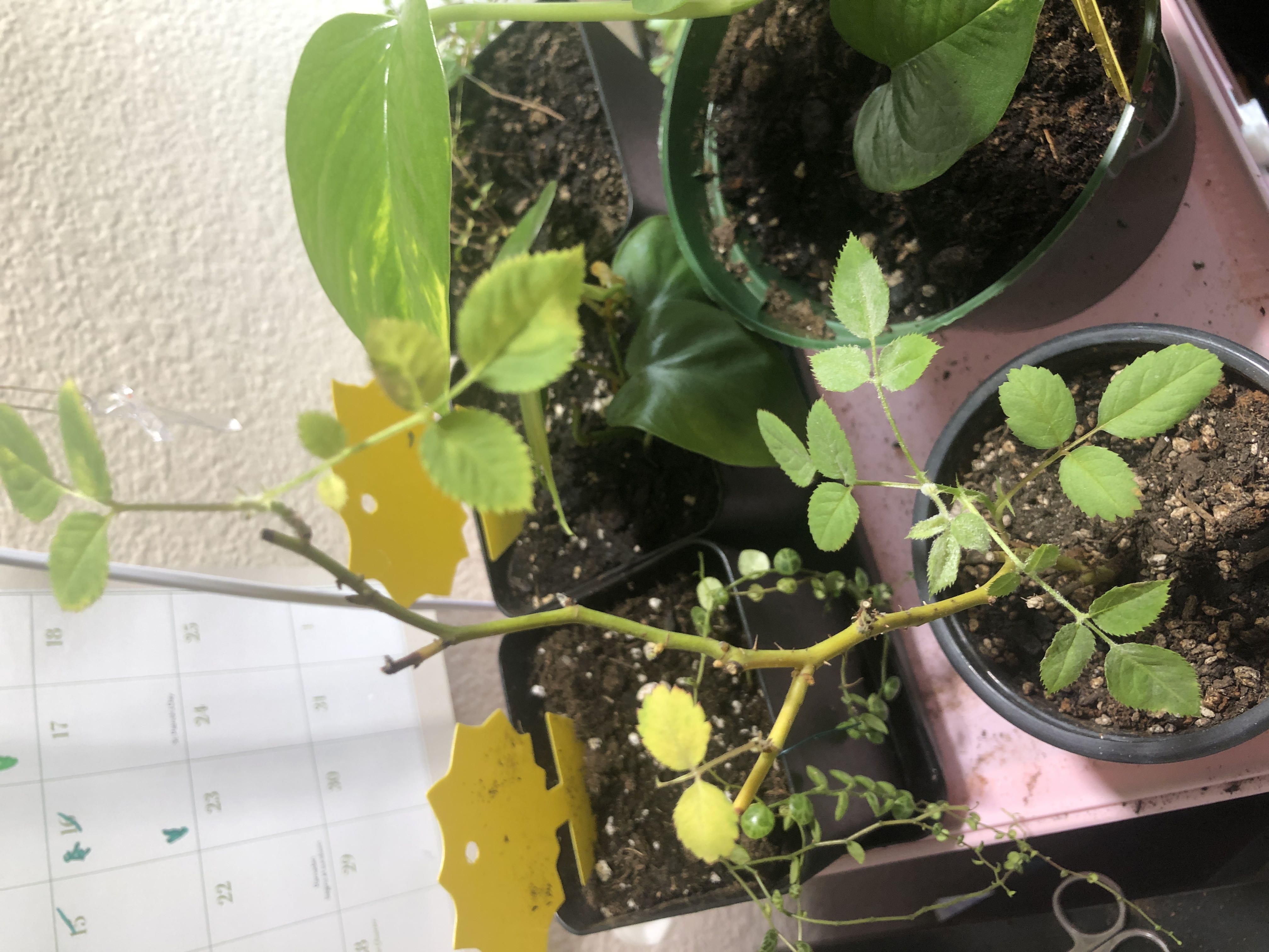 China Rose Plant Care: Water, Light, Nutrients | Greg App 🌱