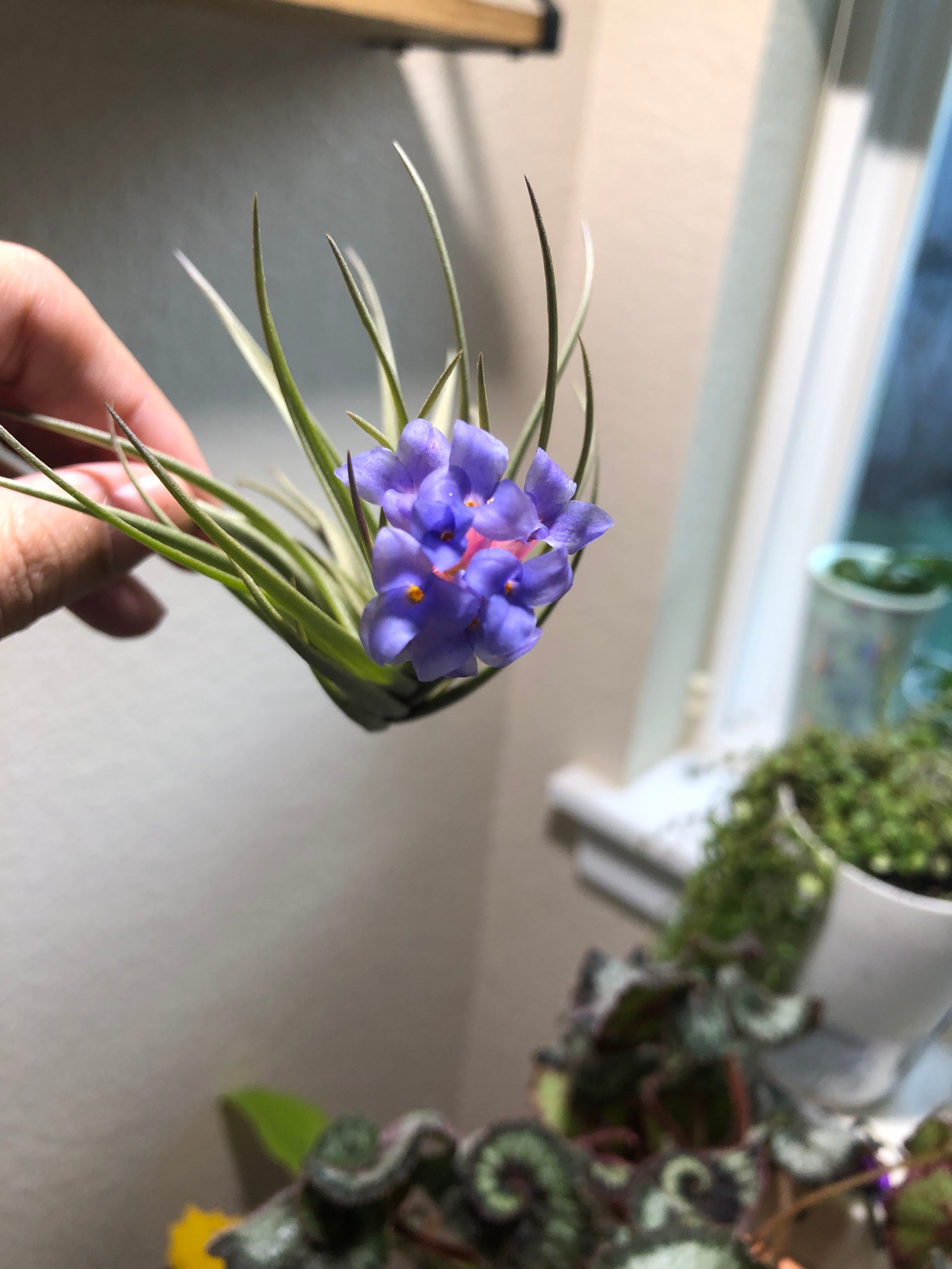 First blushing bride air plant bloom!