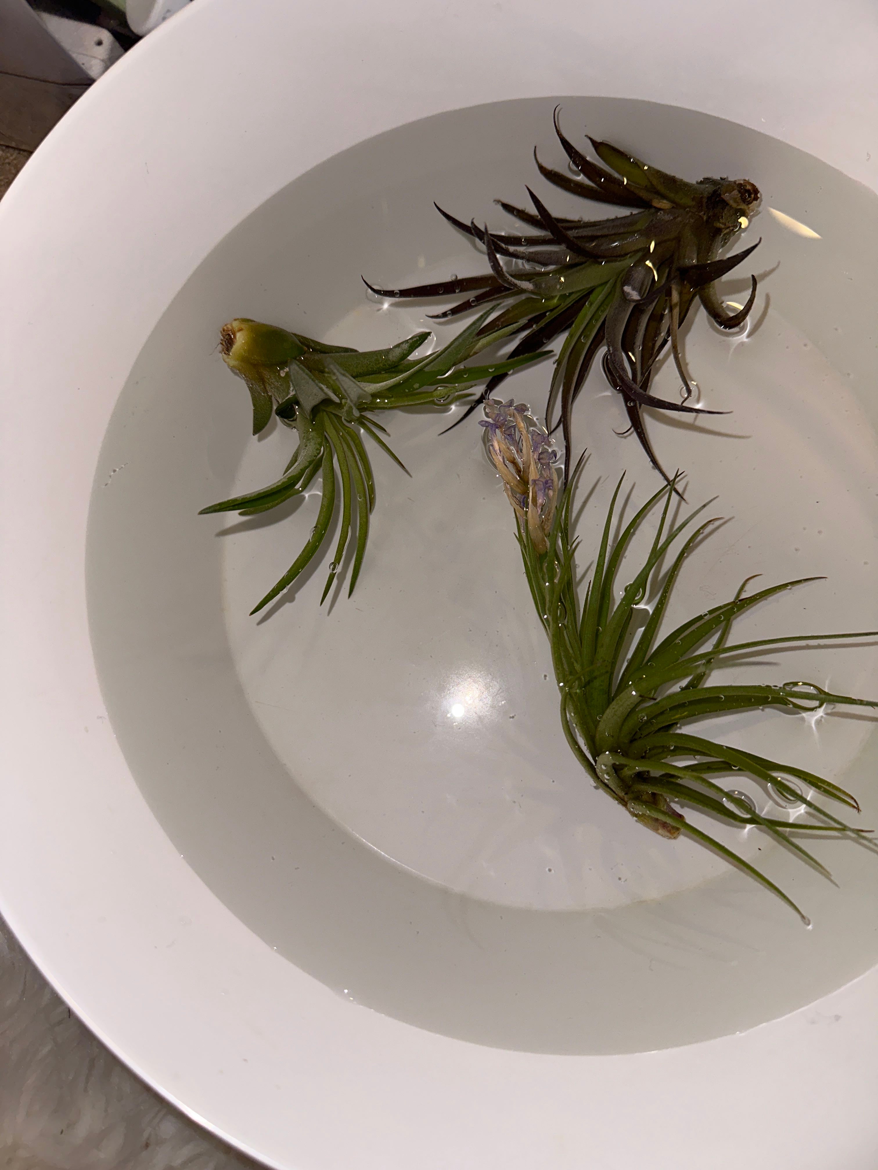 The Complete Blushing Bride Air Plant Plant Care Guide: Water, Light ...