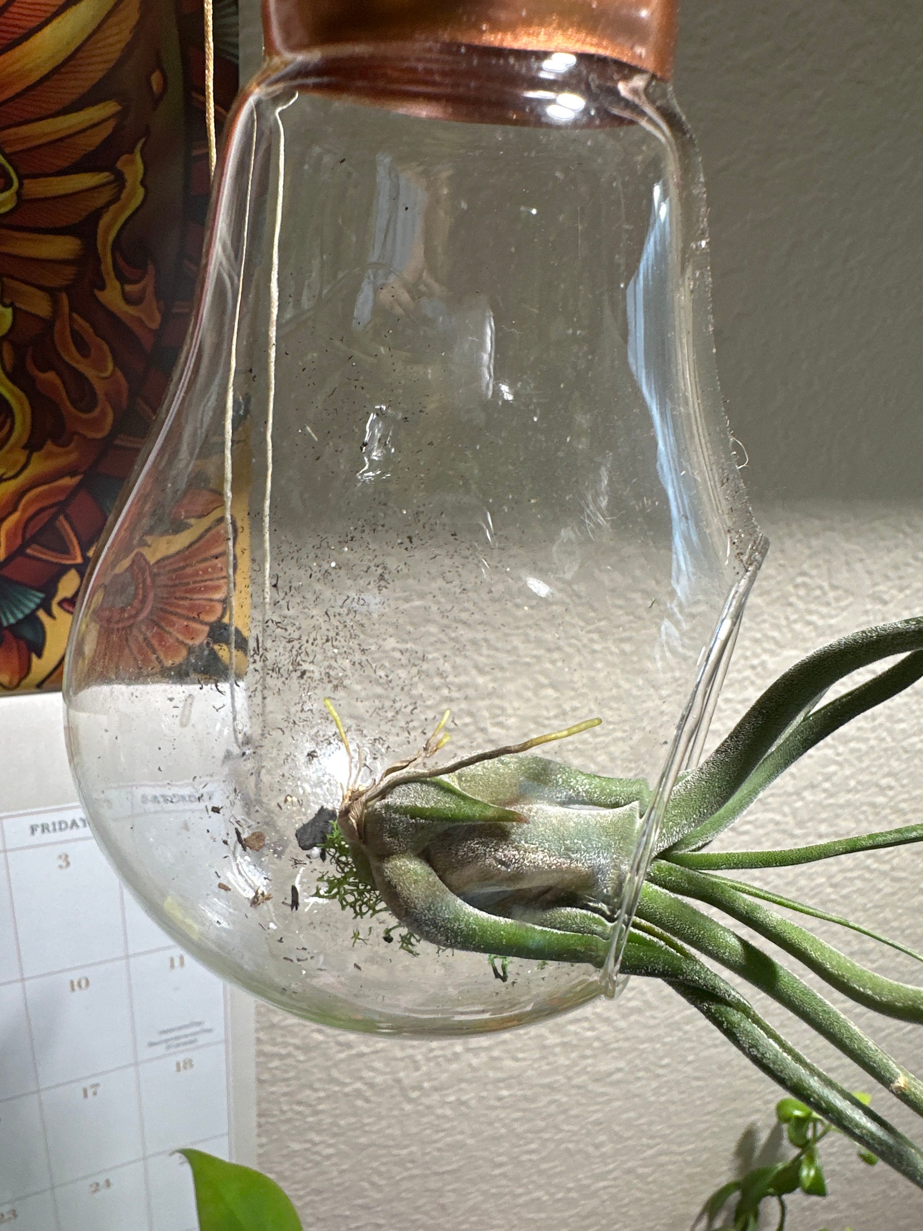 Northern Needleleaf Care 101: Water, Light & Growing Tips