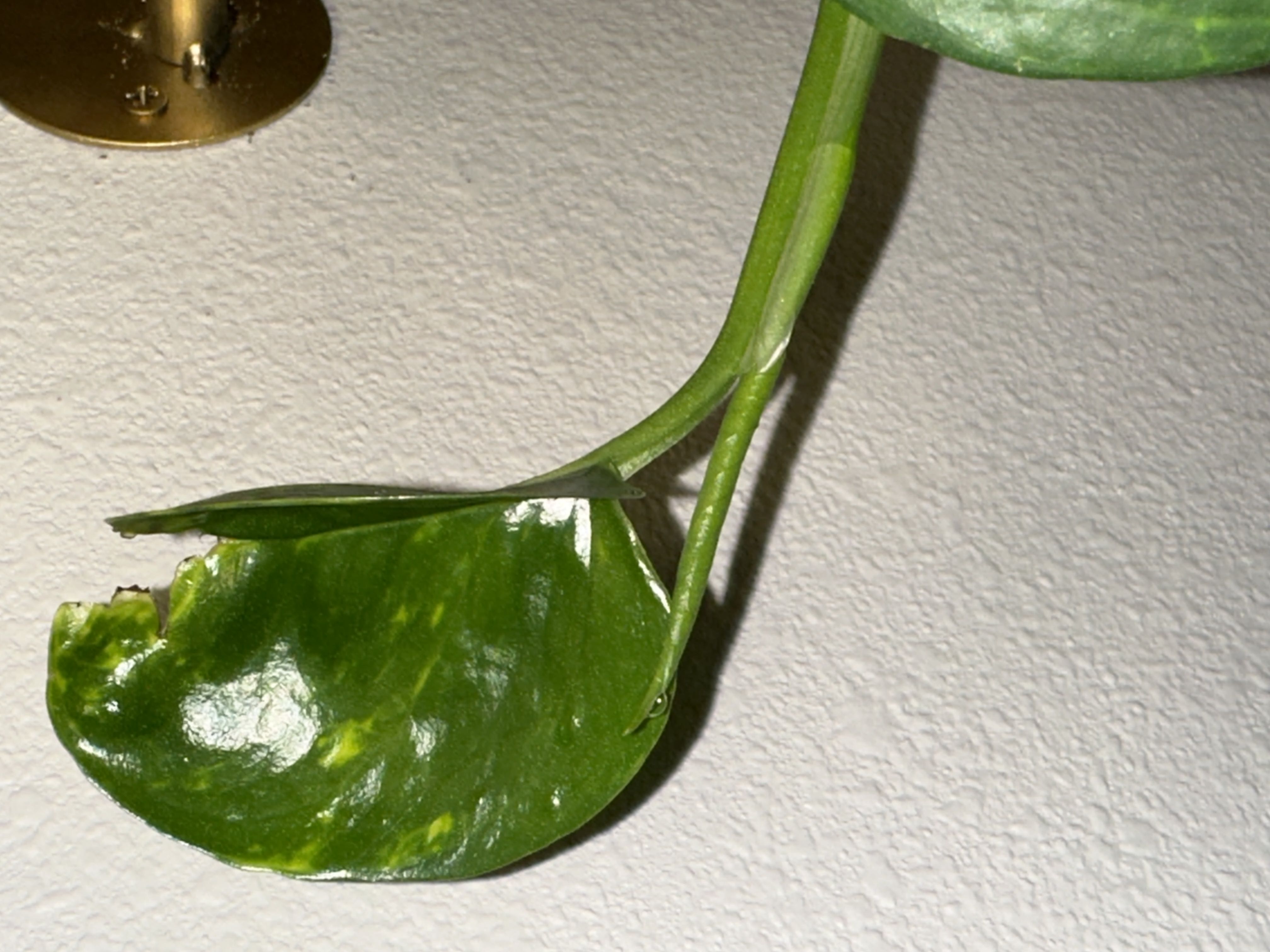 Anyone else constantly check a leaf all day, as it comes ...