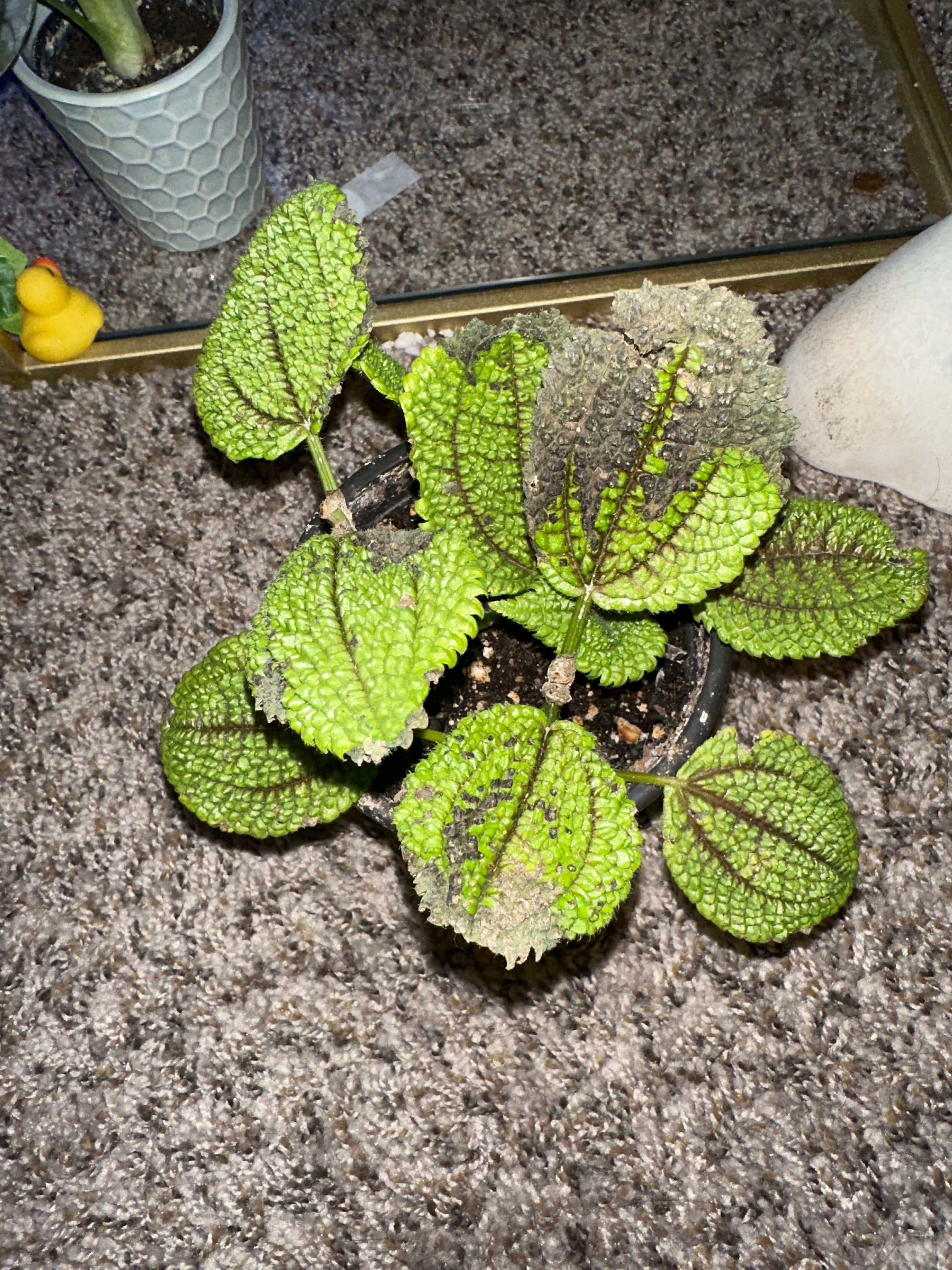 Friendship Plant Plant Care: Water, Light, Nutrients | Greg App 🌱