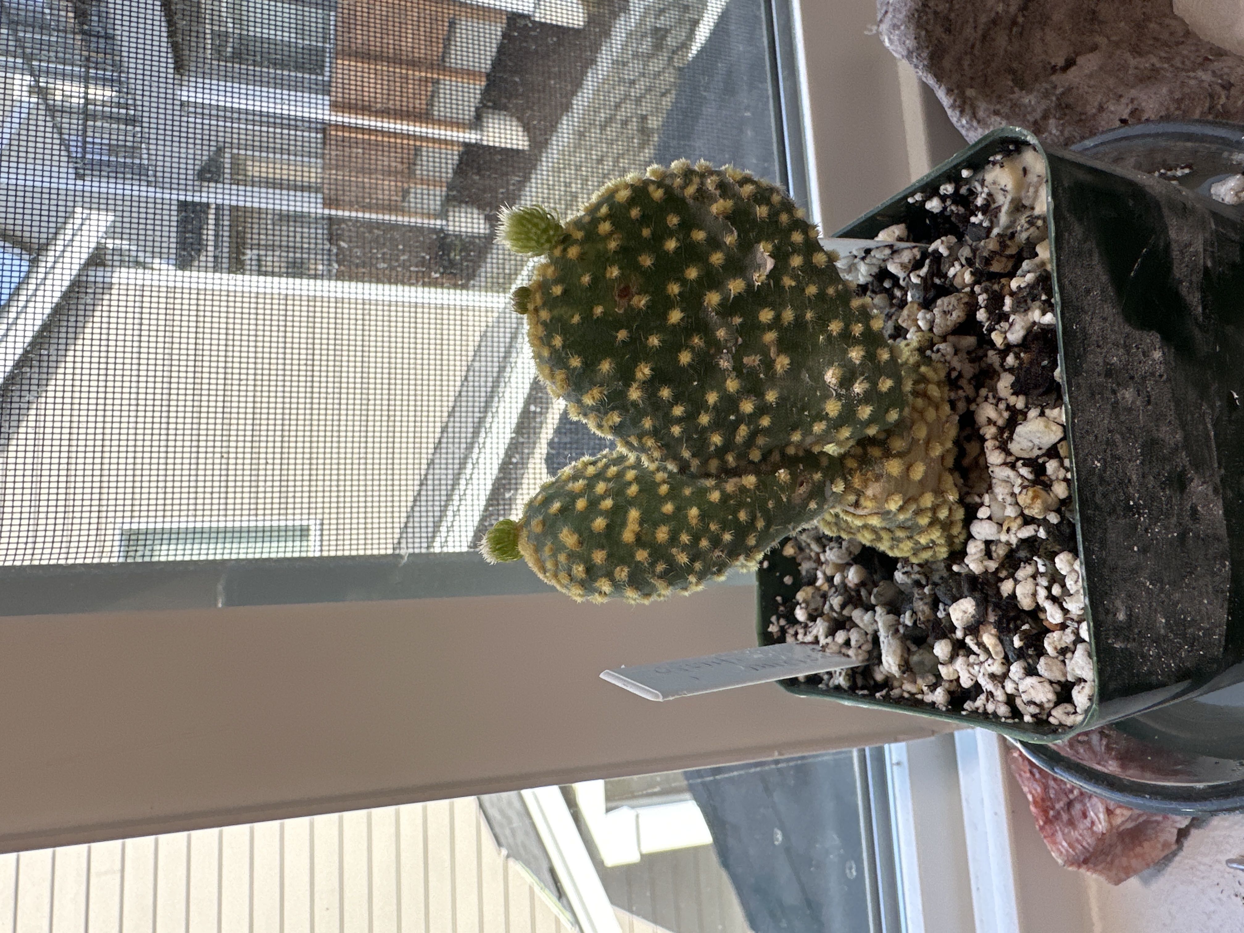 Opuntia 'Goblin' Care 101: Water, Light & Growing Tips