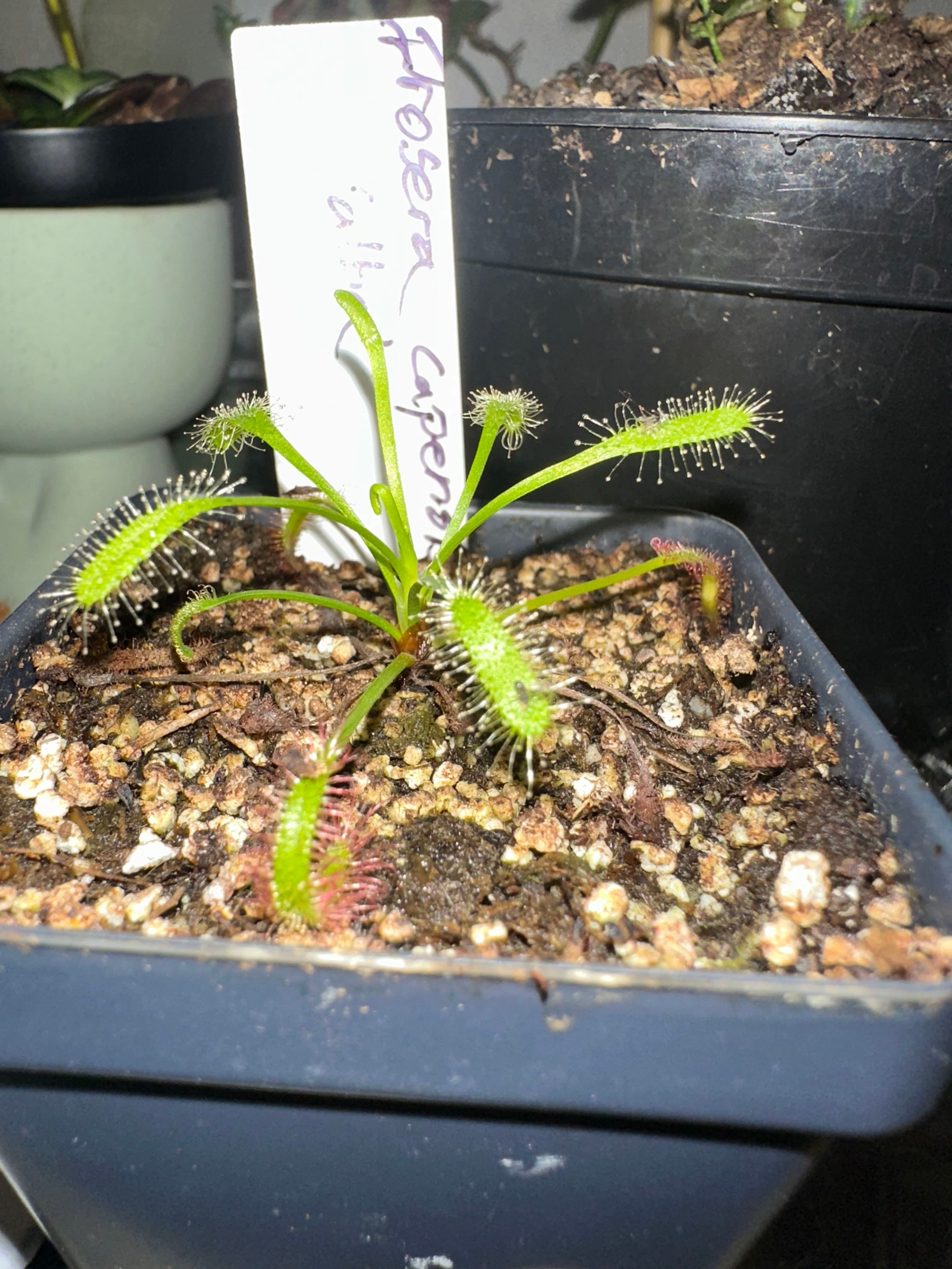 Introduction to Drosera ultramafica 🪰