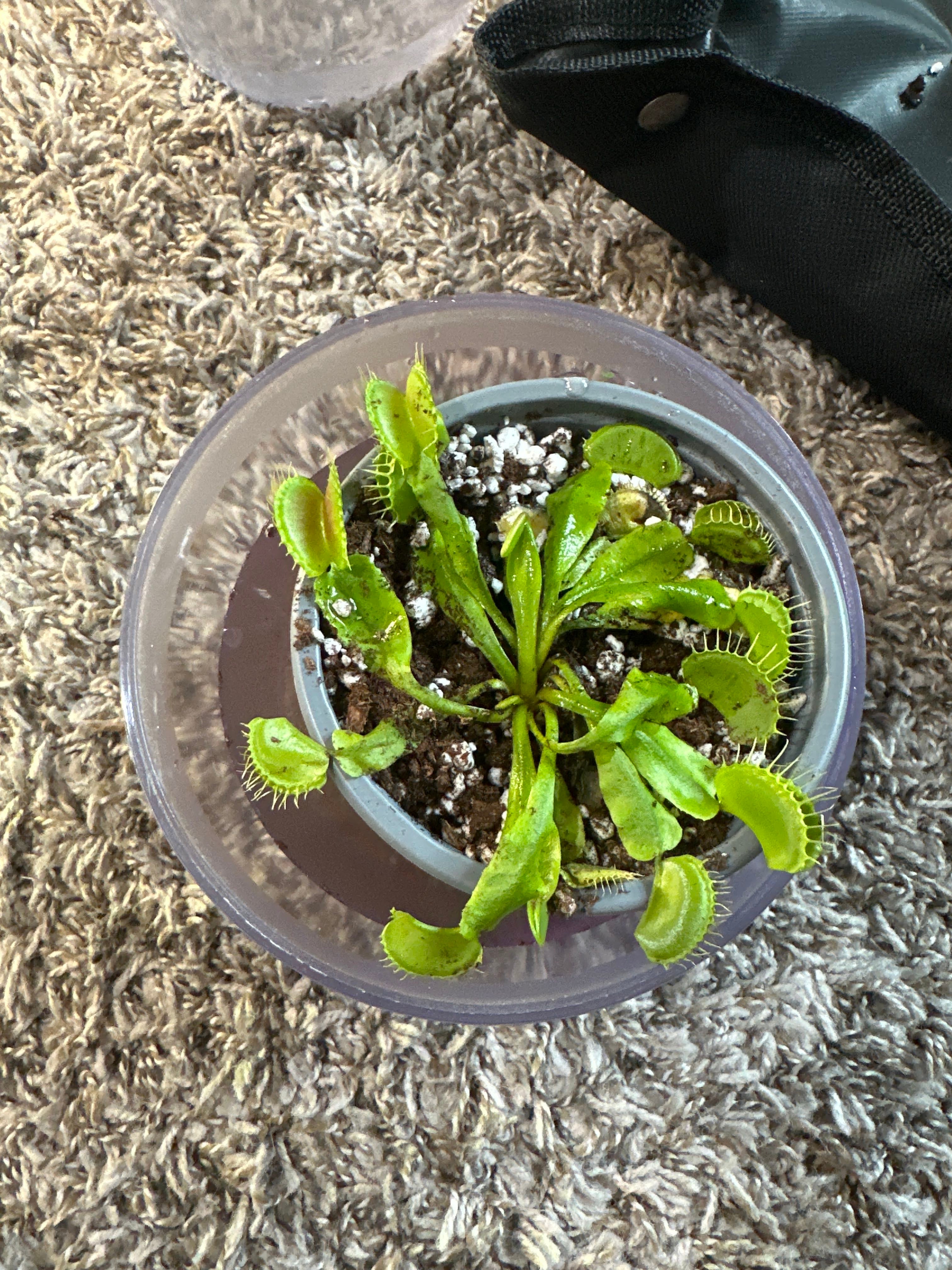 How To Propagate Your Venus Fly Trap 🪰