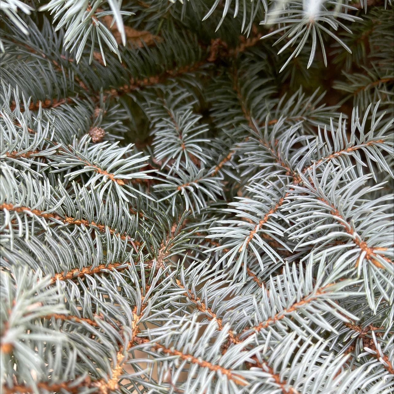 How Should Blue Spruce Be Cut Back?