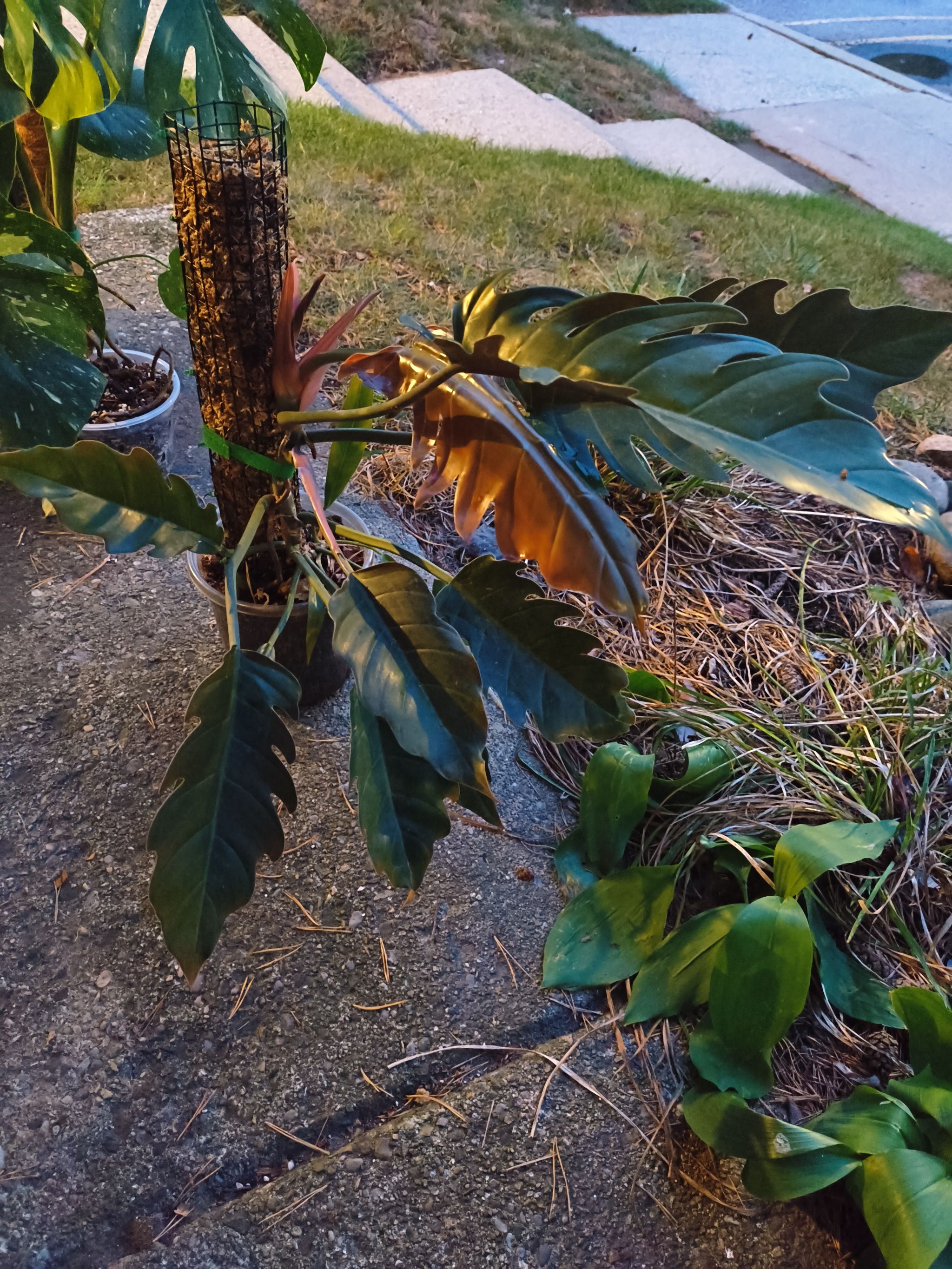 ️ Dealing with Droopy Leaves on Your Spade Leaf Philodendron