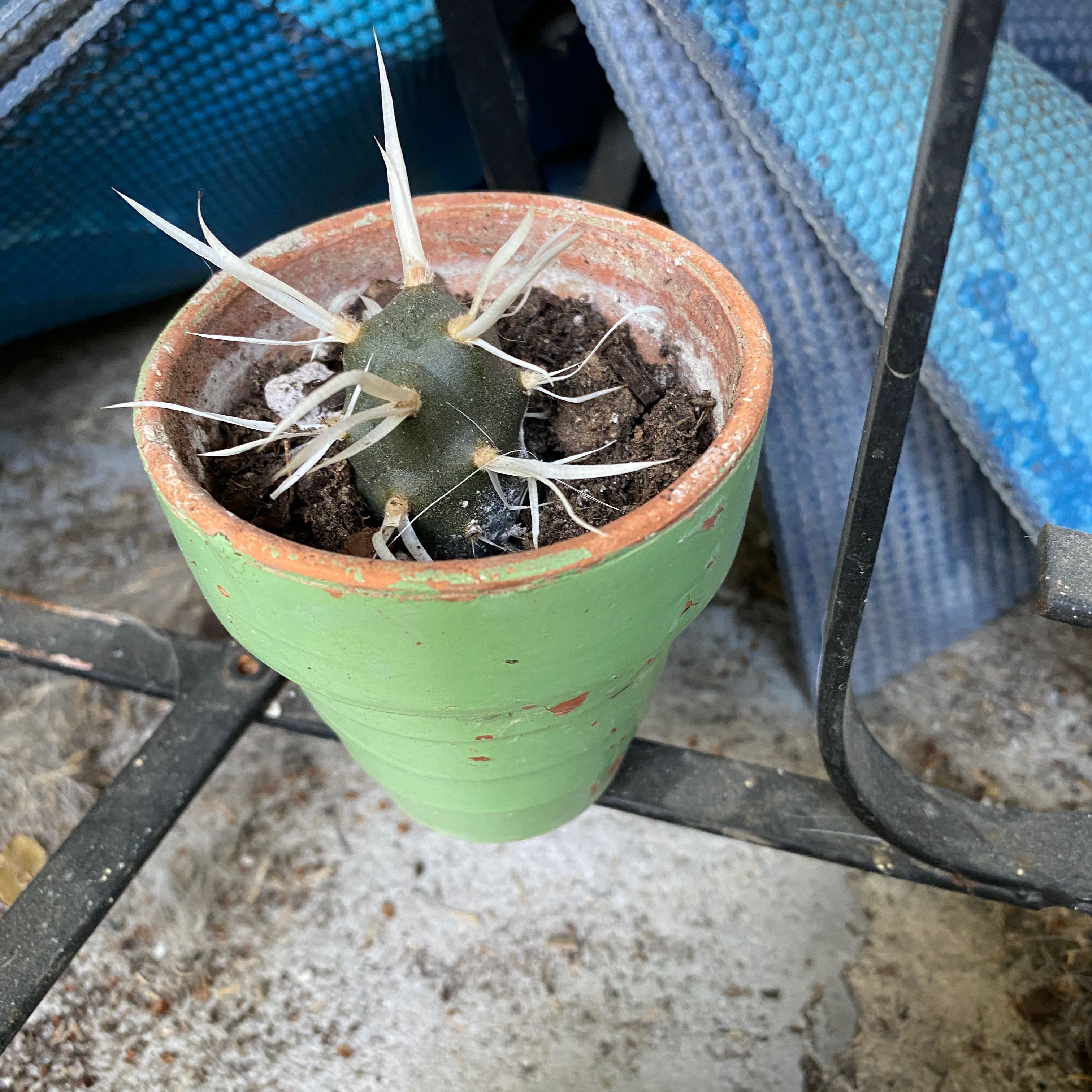 Why Is My Consolea macracantha Not Doing Well?