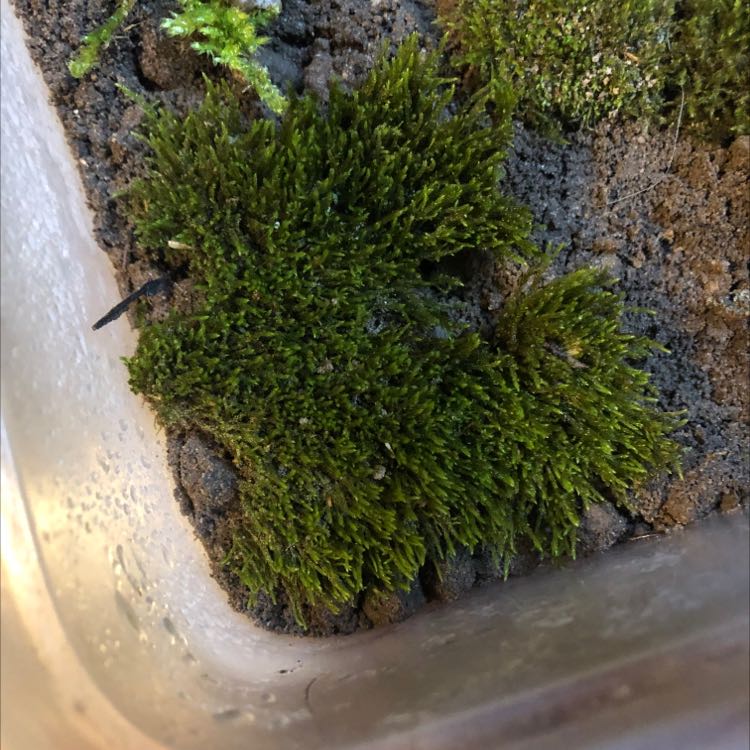 Personalized Seductive Entodon Moss Care: Water, Light, Nutrients ...