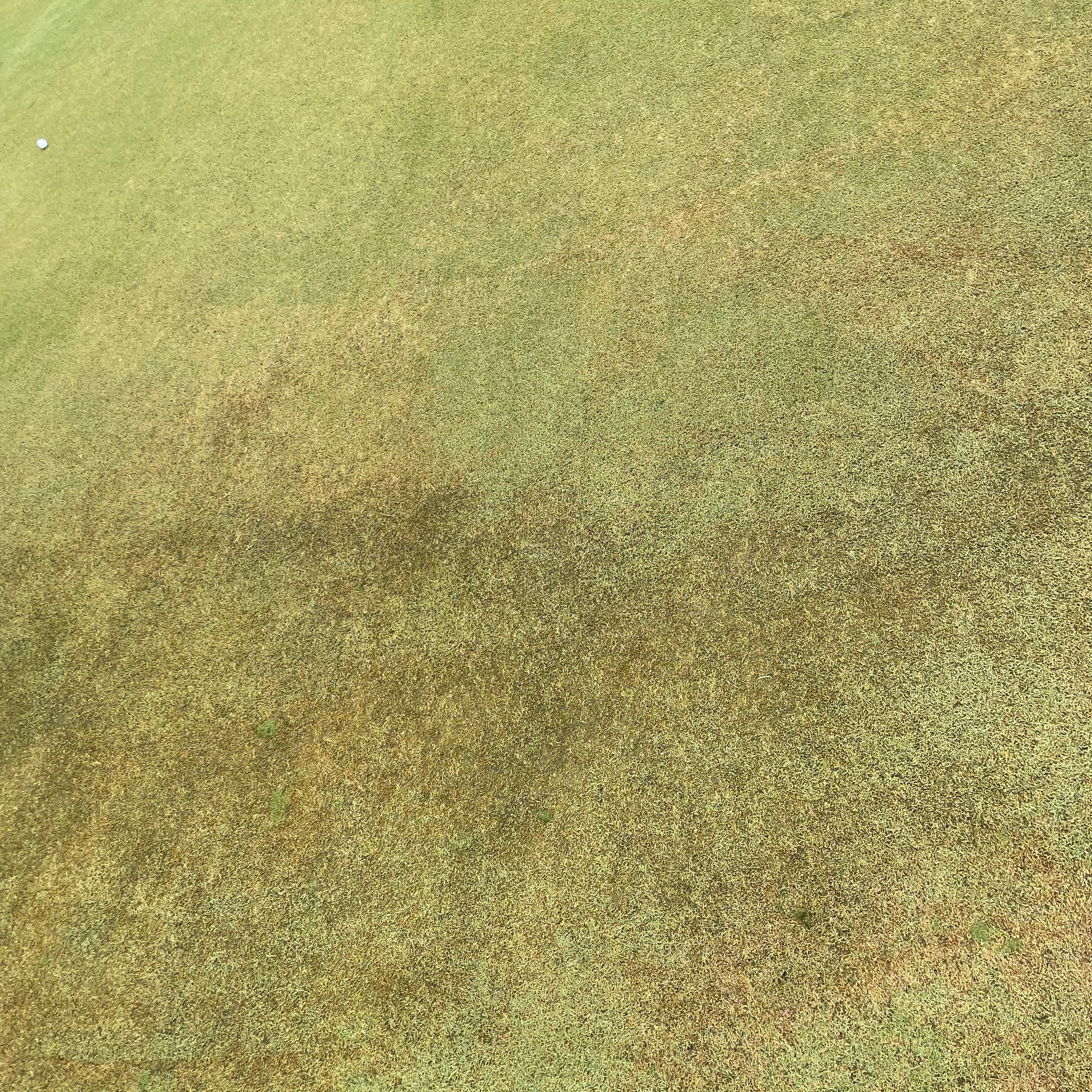 How to Propagate Your Bermuda Grass