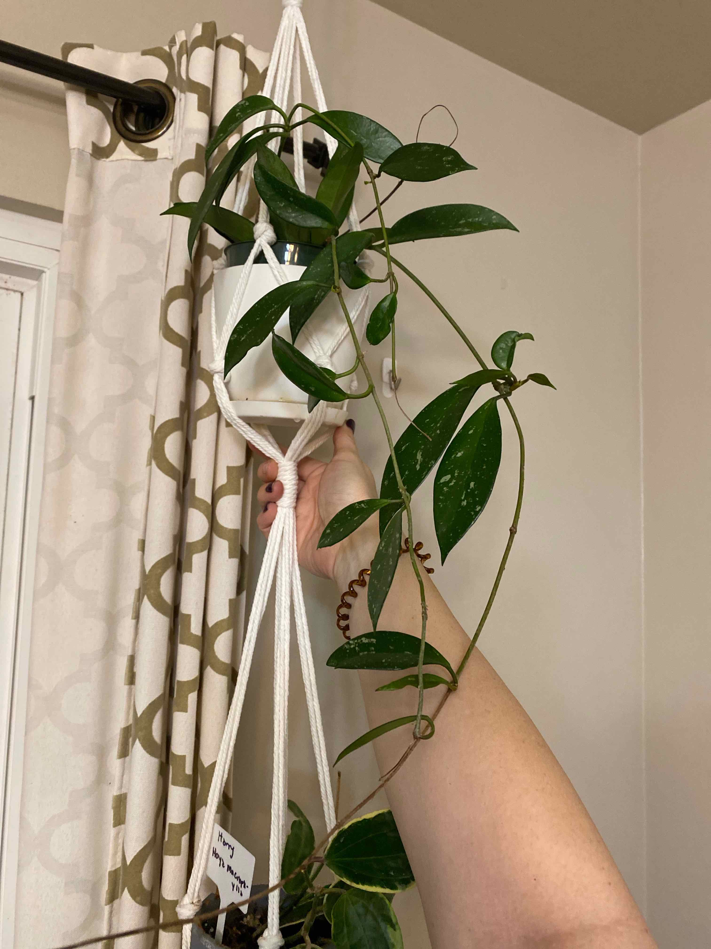 10 Advantages of Having a Hoya pubicalyx 'Splash'